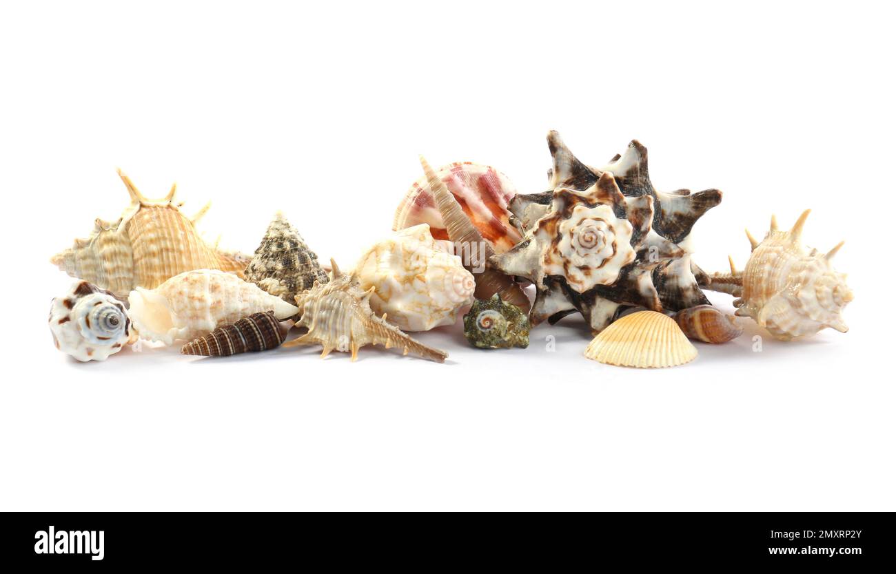 Beautiful exotic sea shells isolated on white Stock Photo - Alamy