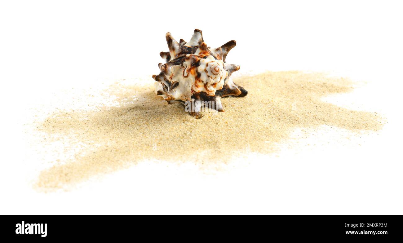 Beautiful sea shell and sand on white background Stock Photo - Alamy