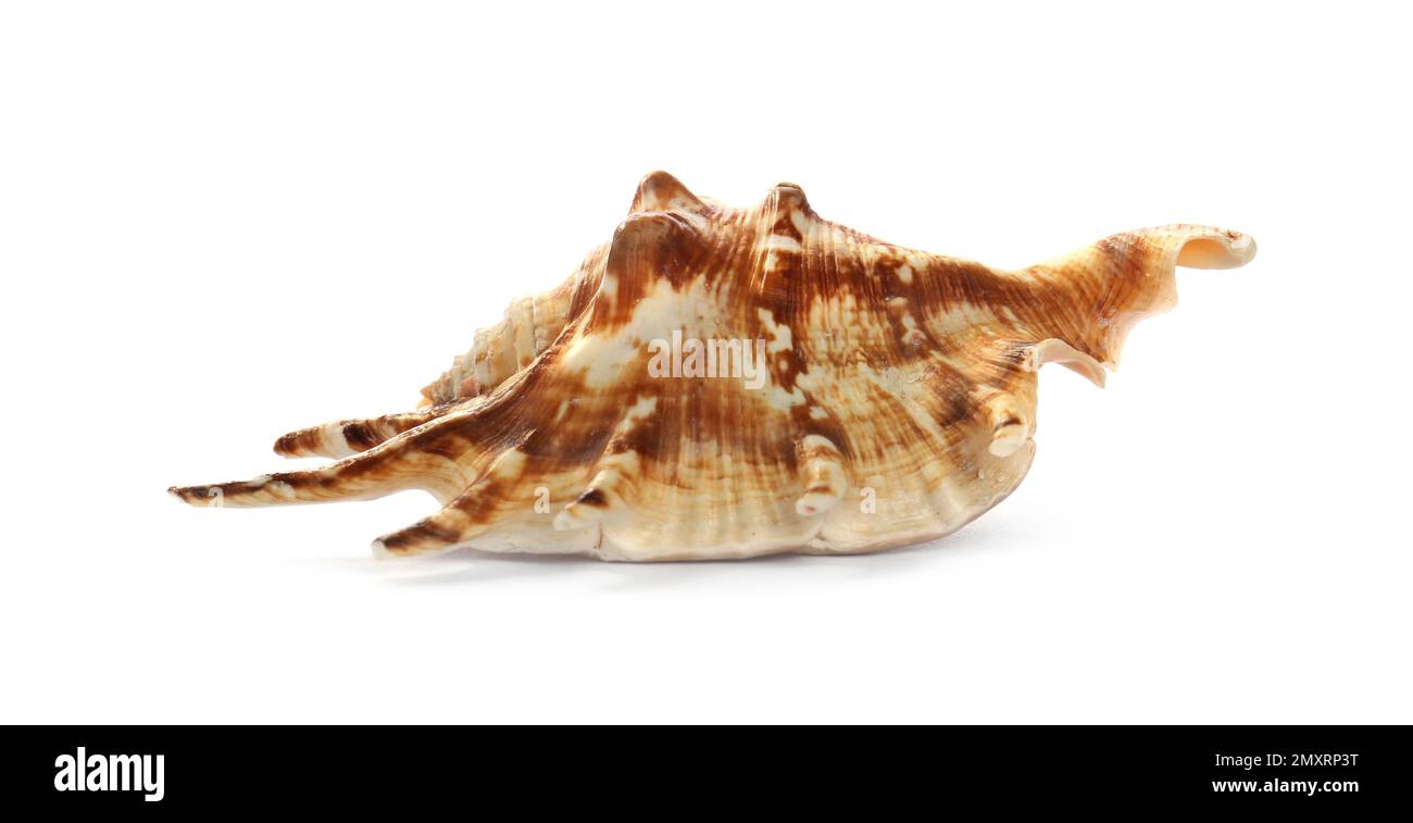Beautiful exotic sea shell isolated on white Stock Photo - Alamy