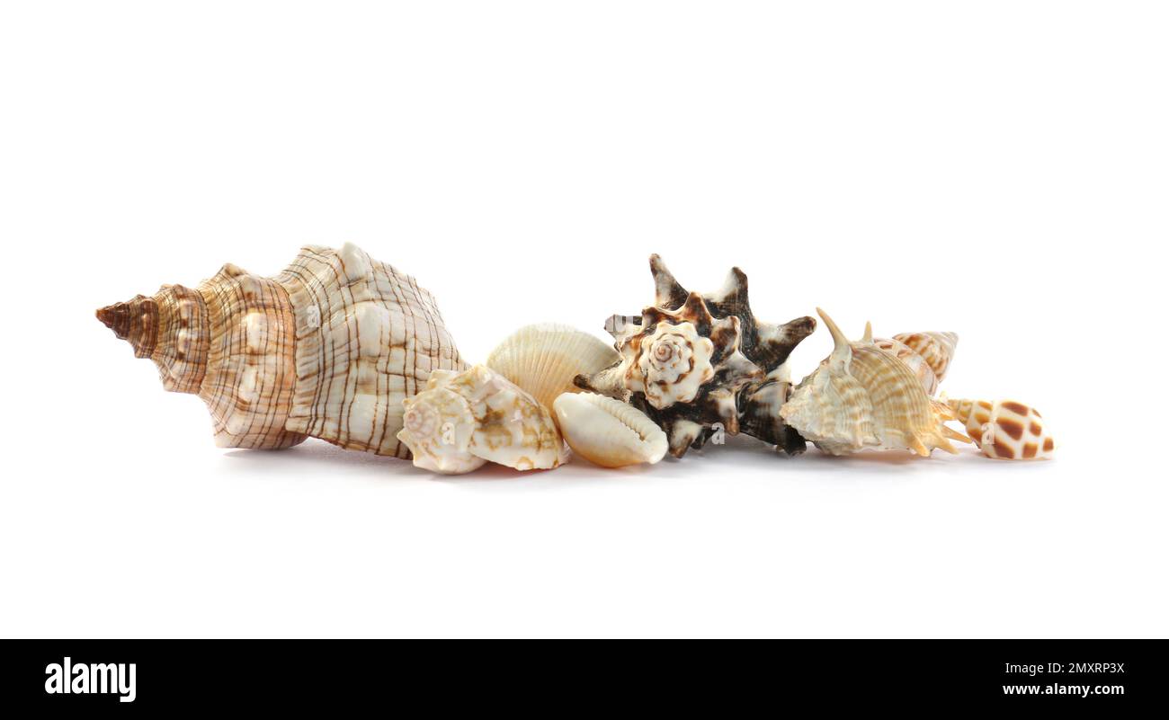 Beautiful exotic sea shells isolated on white Stock Photo - Alamy