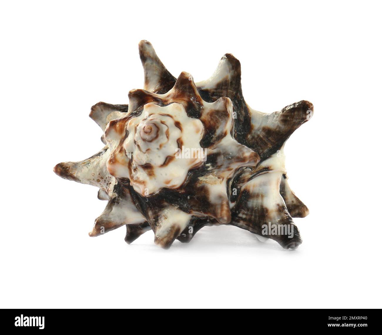 Beautiful exotic sea shell isolated on white Stock Photo - Alamy
