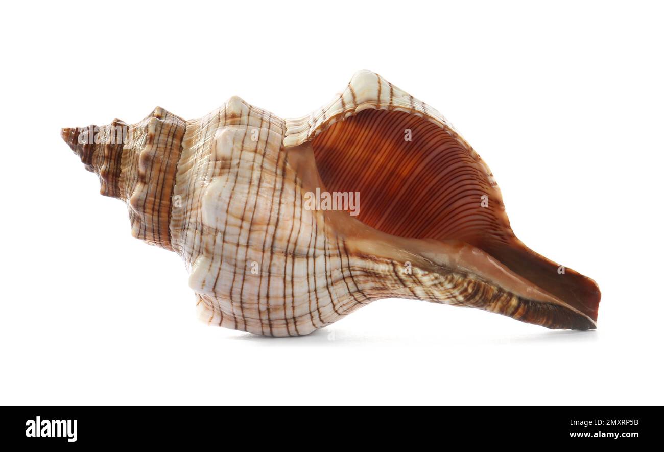 Beautiful exotic sea shell isolated on white Stock Photo - Alamy