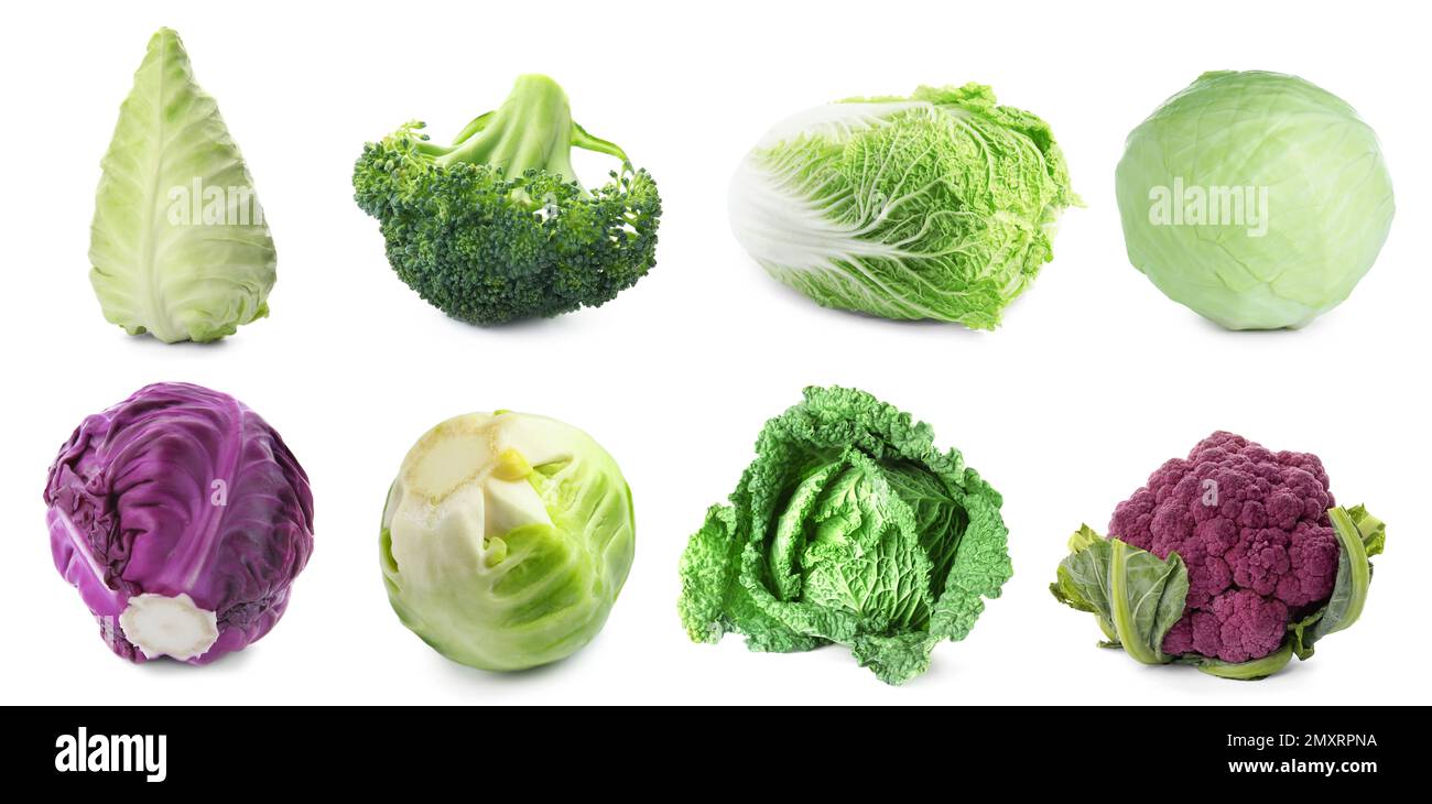 Set with assortment of cabbages on white background. Banner design ...