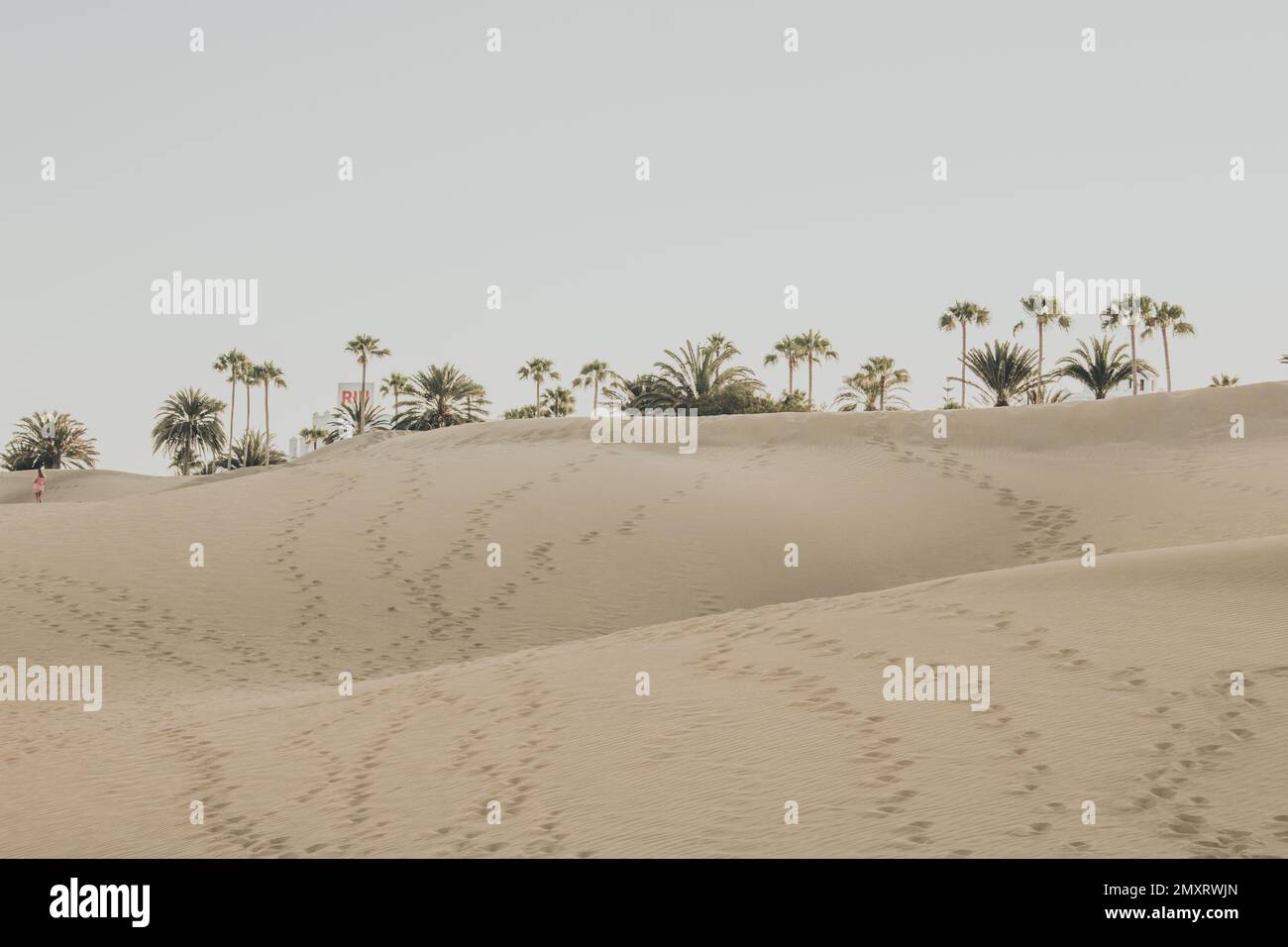 An amazing desert view of colorful contours of sand dunes with palm ...