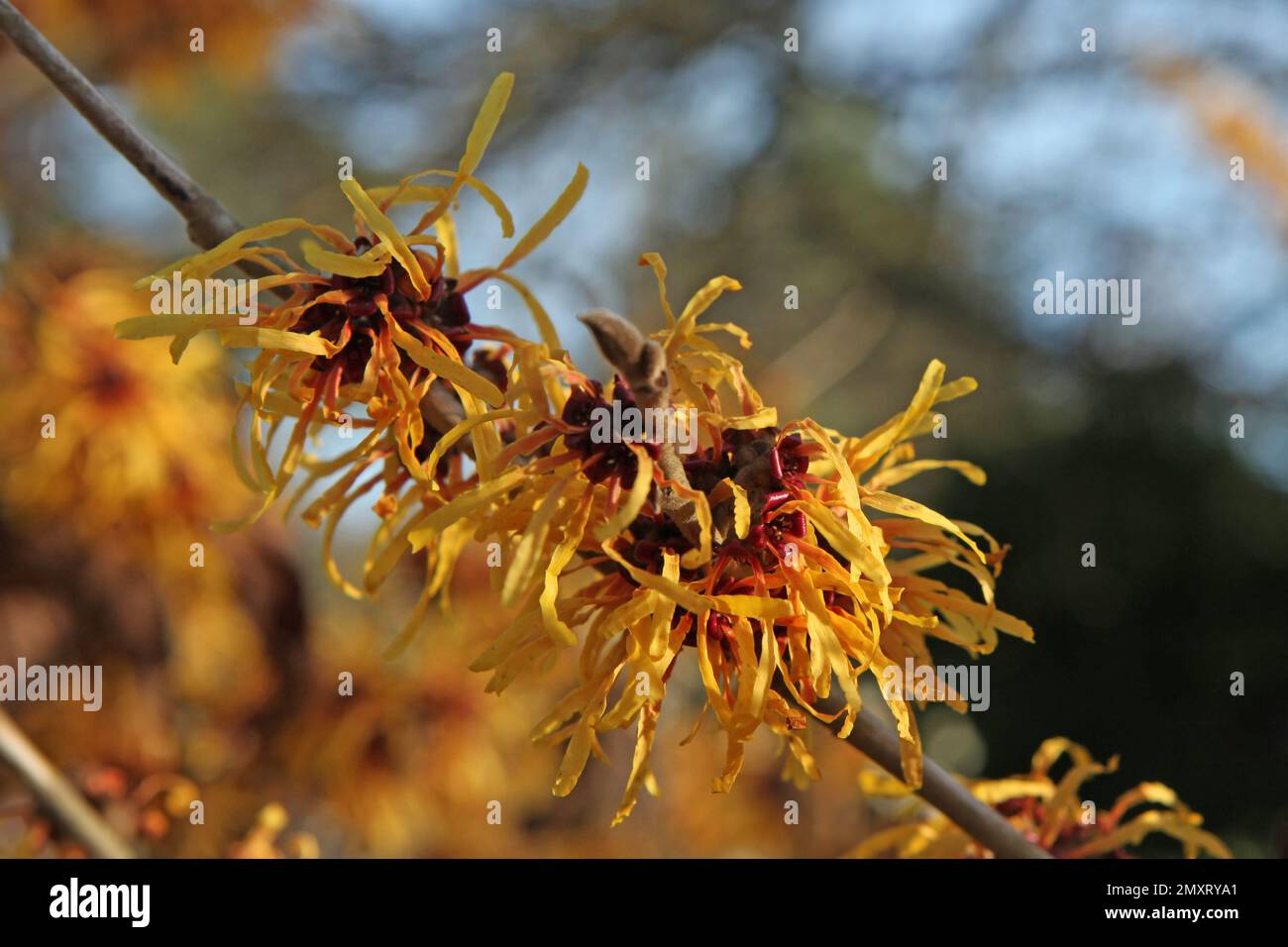 Witch hazel 'Harry' in flower Stock Photo - Alamy
