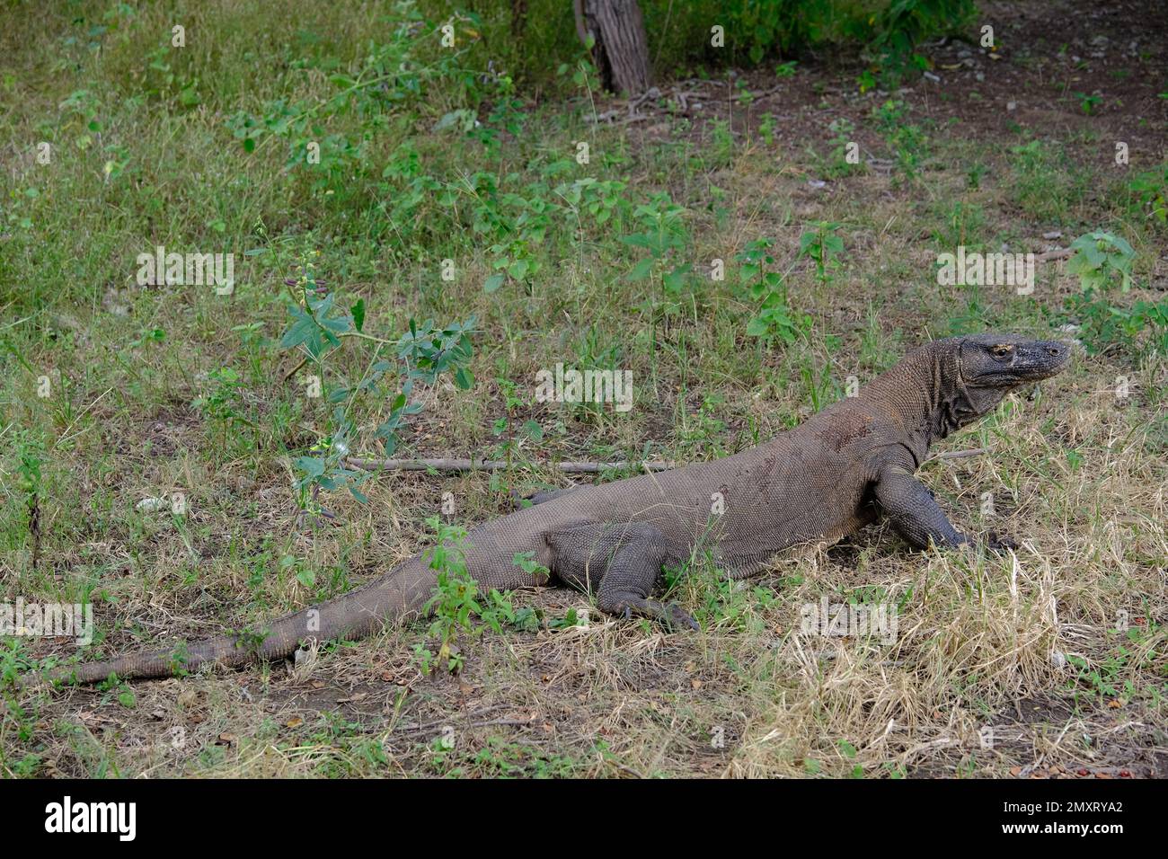 Indonesia komodo national park hi-res stock photography and images - Alamy