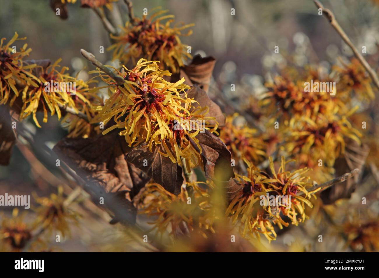 Harry flowers hi-res stock photography and images - Alamy