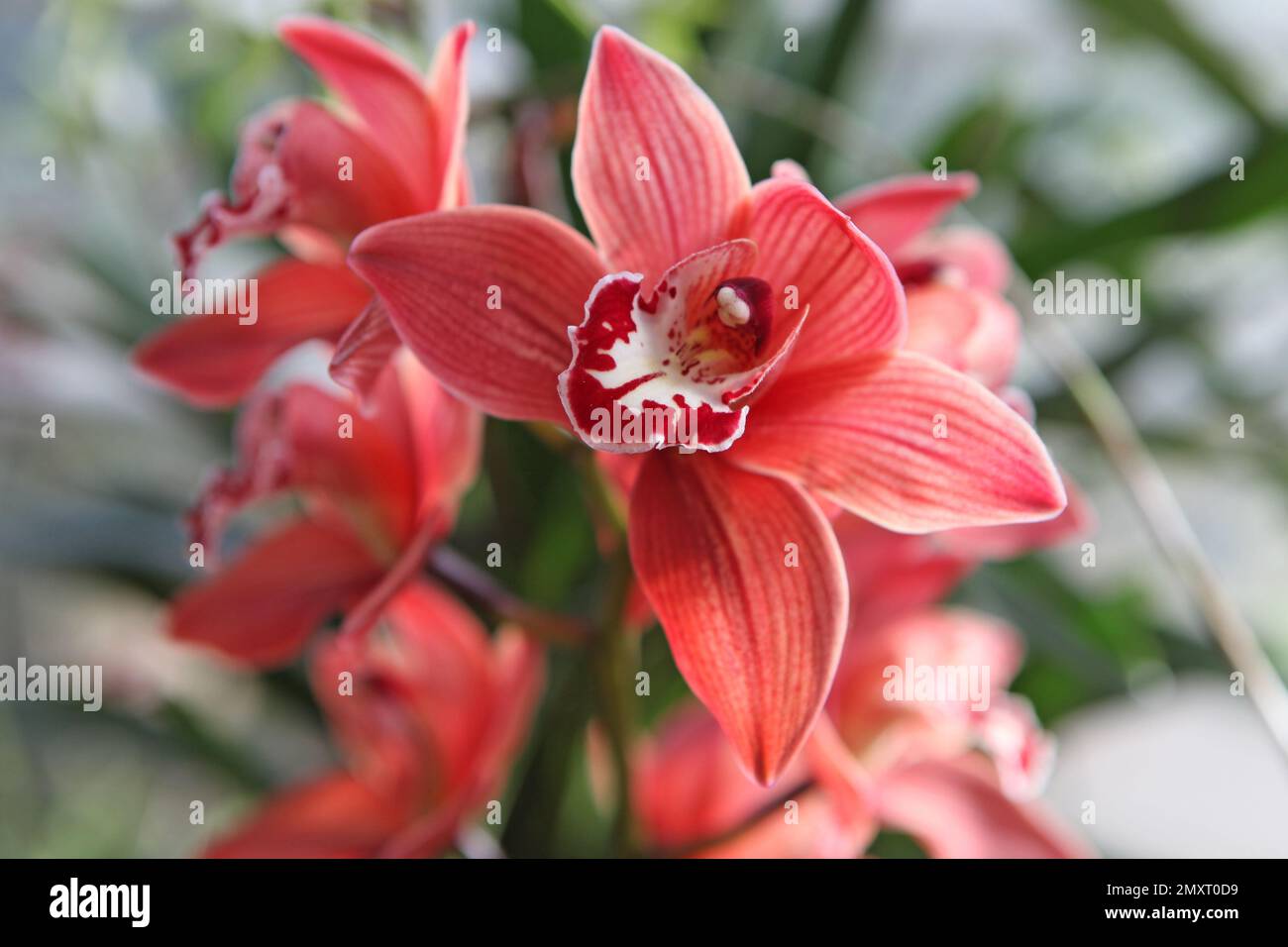 Cymbidium orchid Sandridge Torch Cindy in flower Stock Photo - Alamy