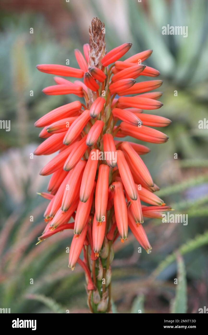 The orange flower of the Spiny Aloe plant Stock Photo - Alamy