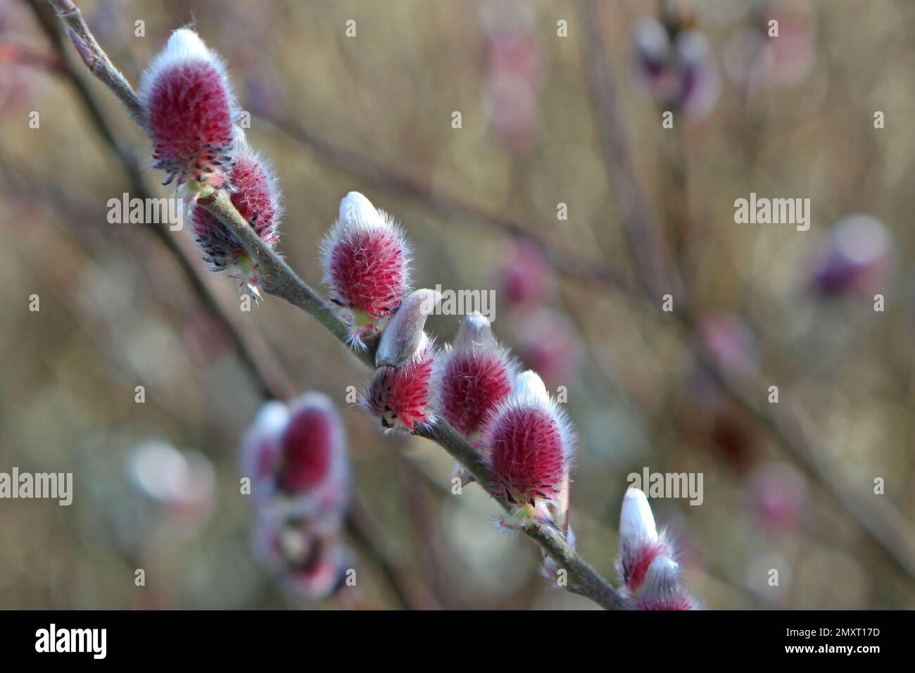 The red catkins of Salix gracilistyla 'Mount Aso' Stock Photo - Alamy
