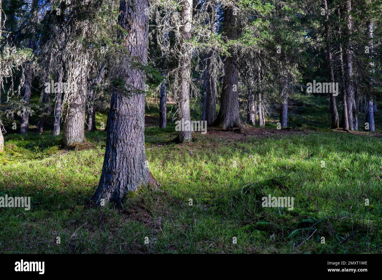 Ground cover forest plants hi-res stock photography and images - Alamy