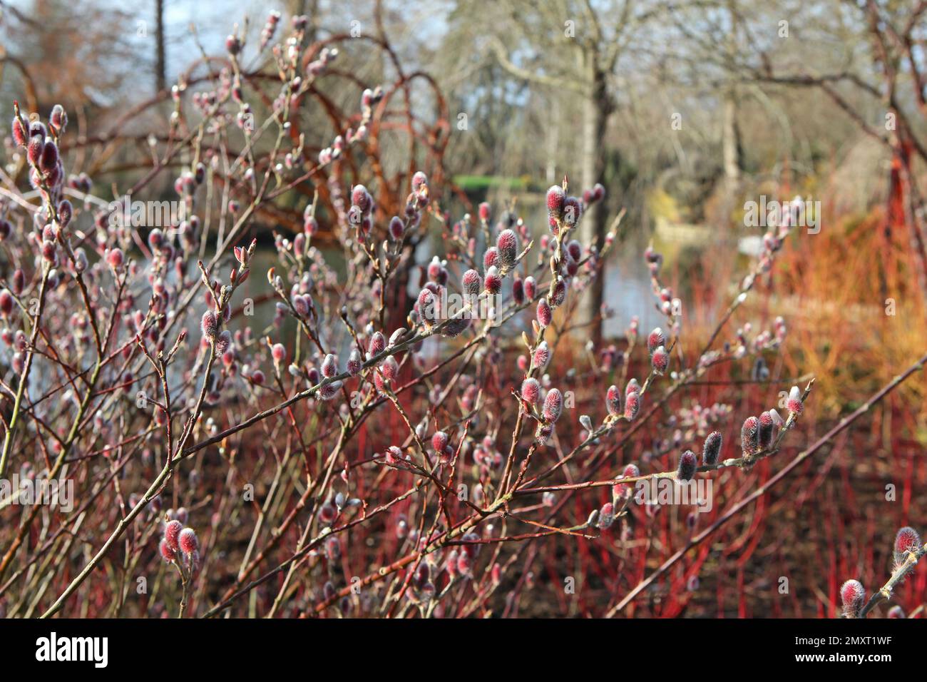 The red catkins of Salix gracilistyla 'Mount Aso' Stock Photo - Alamy
