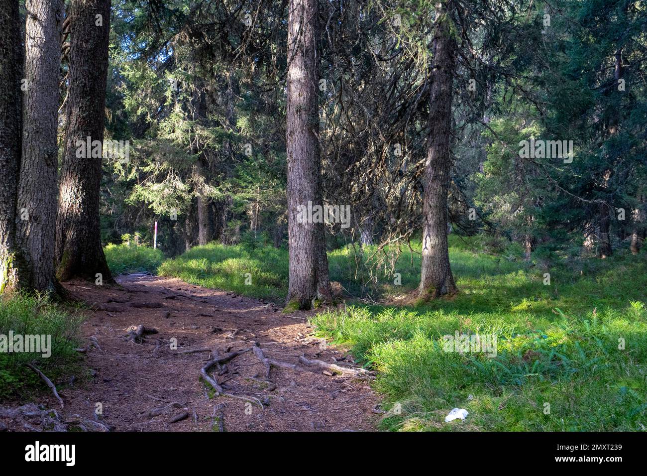 Conifer forest ground hi-res stock photography and images - Alamy