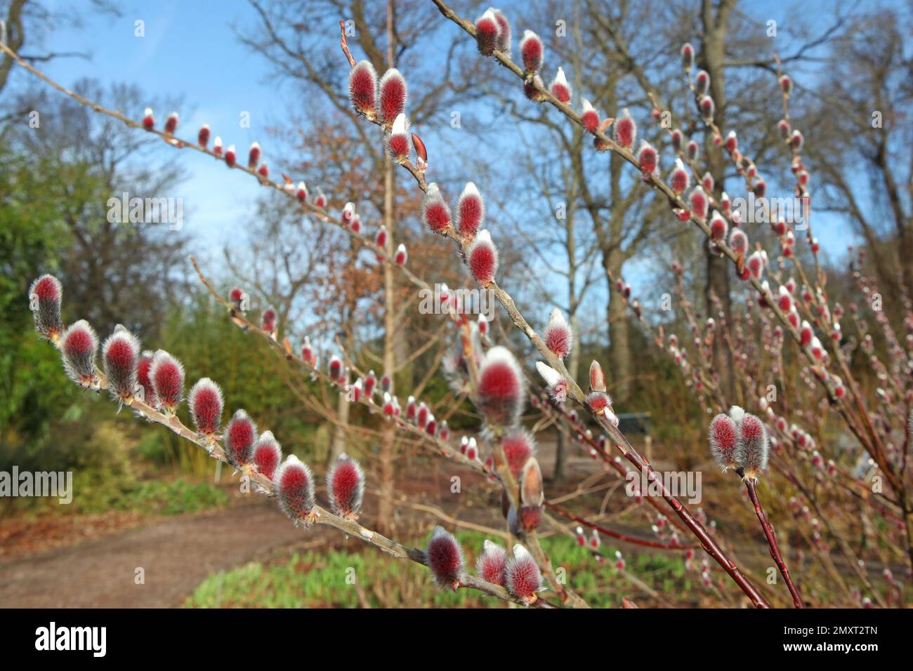 The red catkins of Salix gracilistyla 'Mount Aso' Stock Photo - Alamy