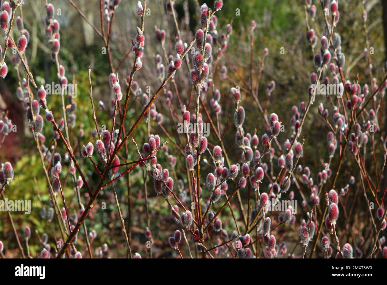 The red catkins of Salix gracilistyla 'Mount Aso' Stock Photo - Alamy