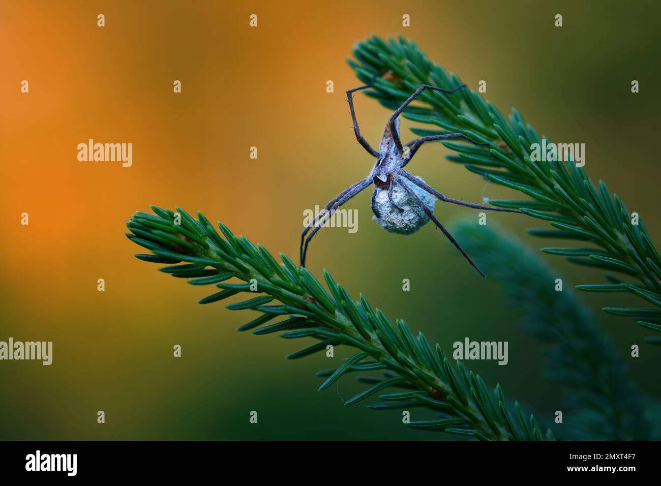 Striking characteristics of Pisaura mirabilis are its long legs - the ...