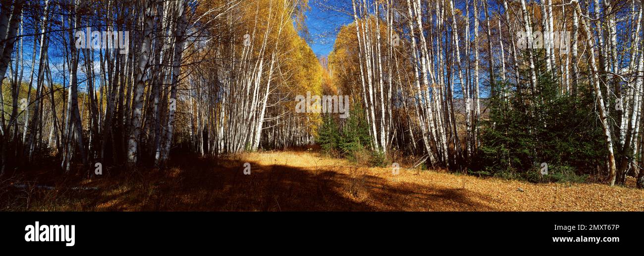 Chinese birch trees hi-res stock photography and images - Alamy