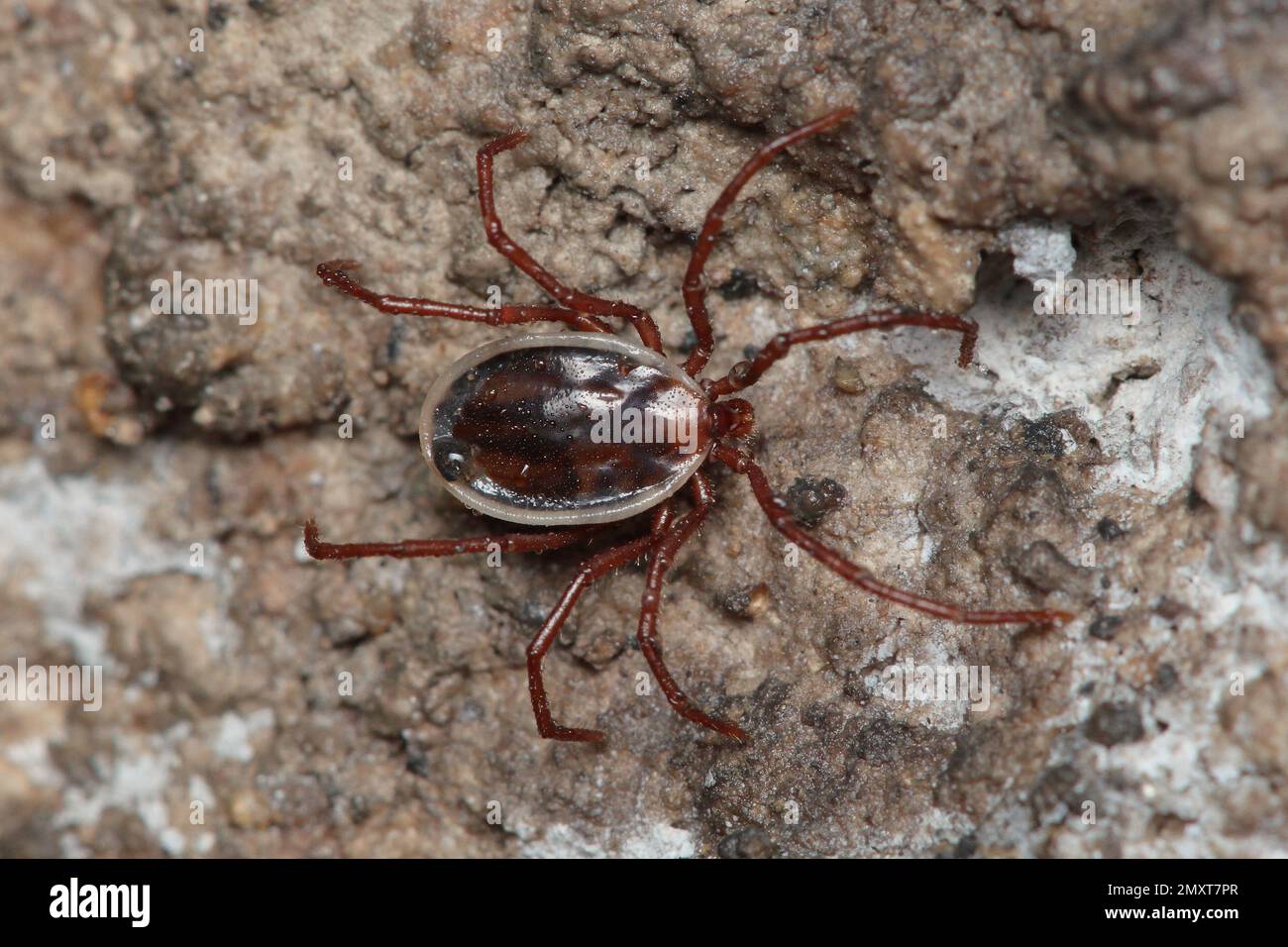 The Long-legged bat tick (Ixodes vespertilionis) on the wall of the ...