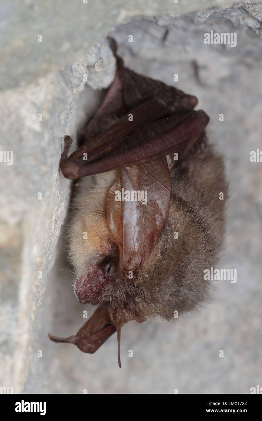 The Grey Long-eared Bat (Plecotus austriacus) hibernating bat on the ...