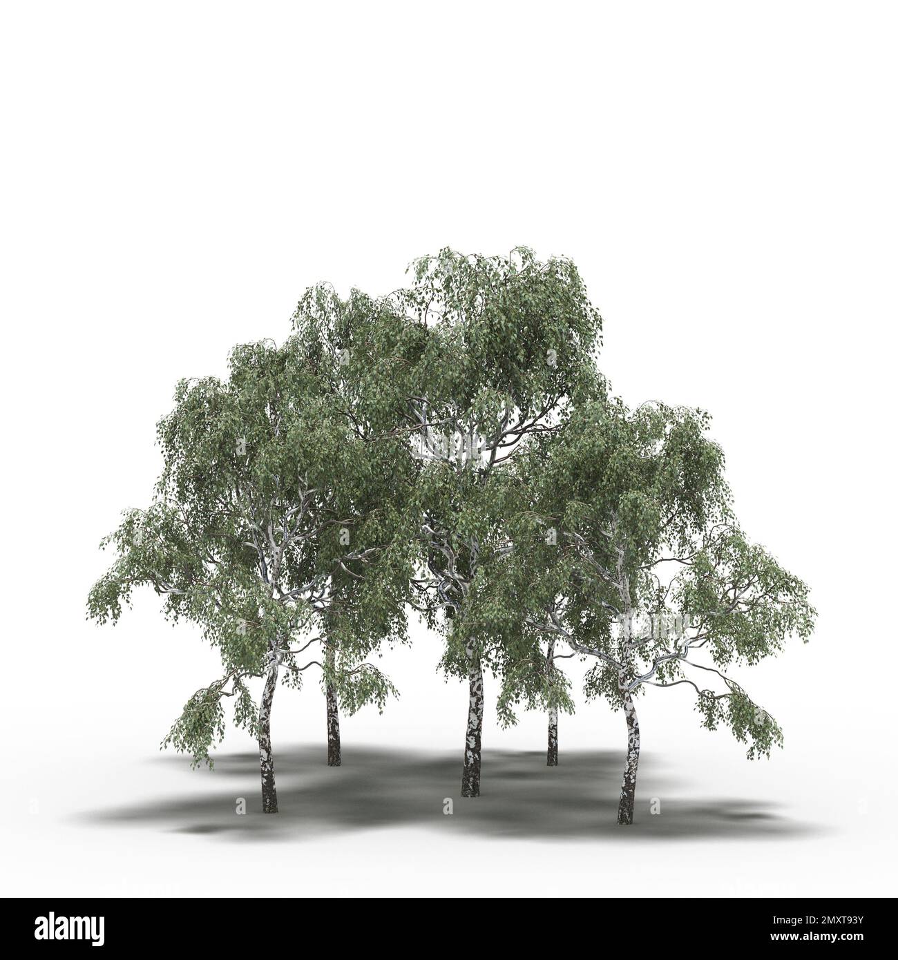 group of trees with a shadow under it, isolated on white background, 3D ...