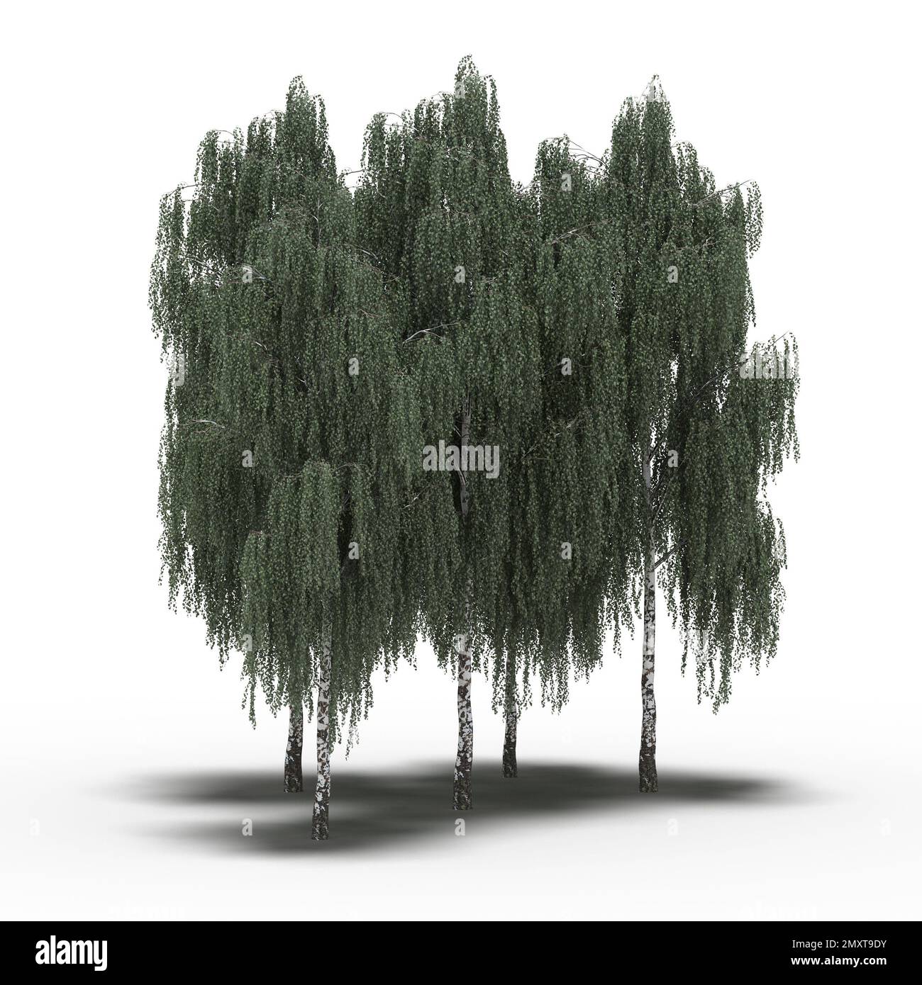 group of trees with a shadow under it, isolated on white background, 3D ...