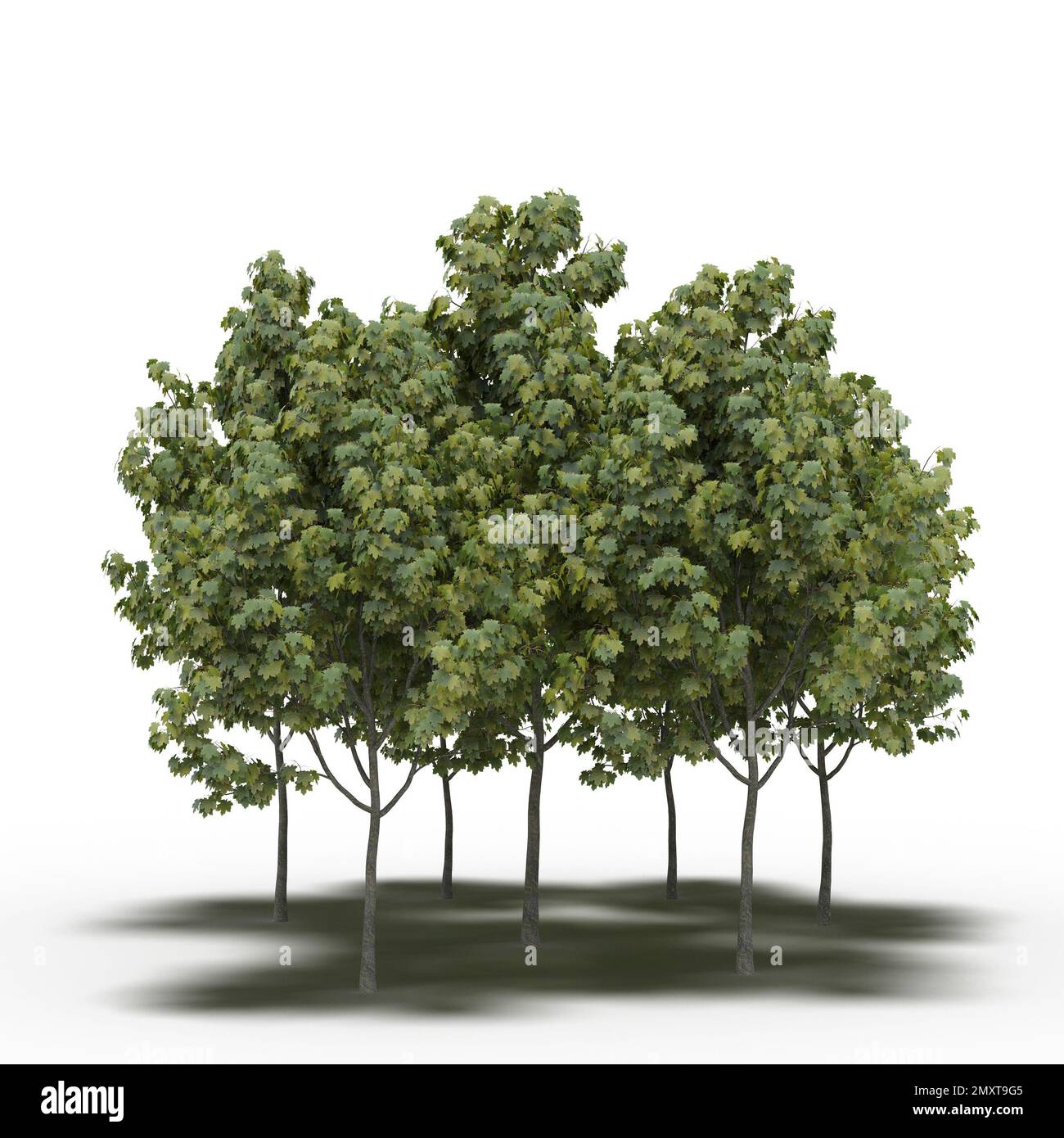 group of trees with a shadow under it, isolated on white background, 3D ...