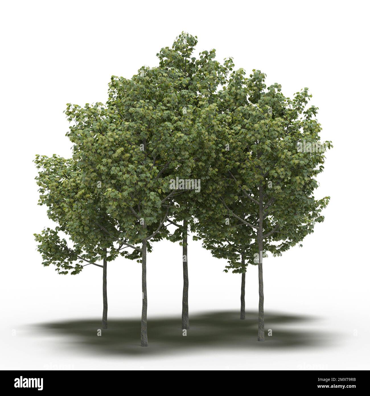 group of trees with a shadow under it, isolated on white background, 3D ...