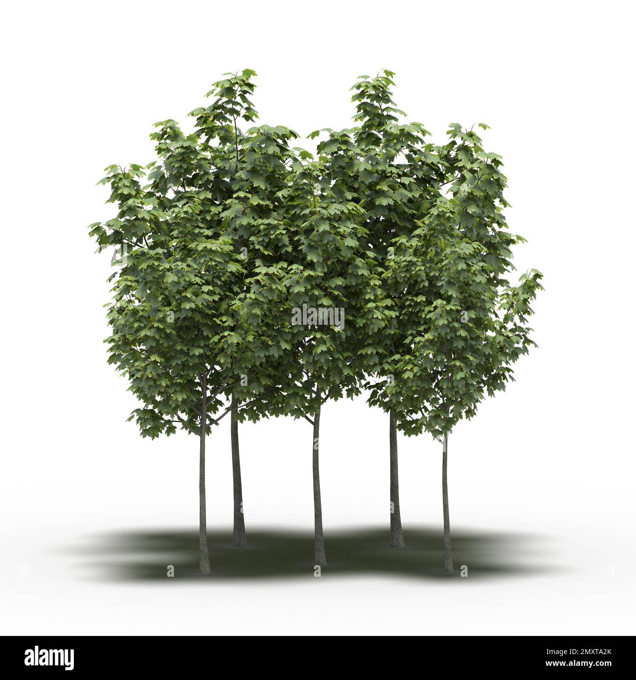 group of trees with a shadow under it, isolated on white background, 3D ...