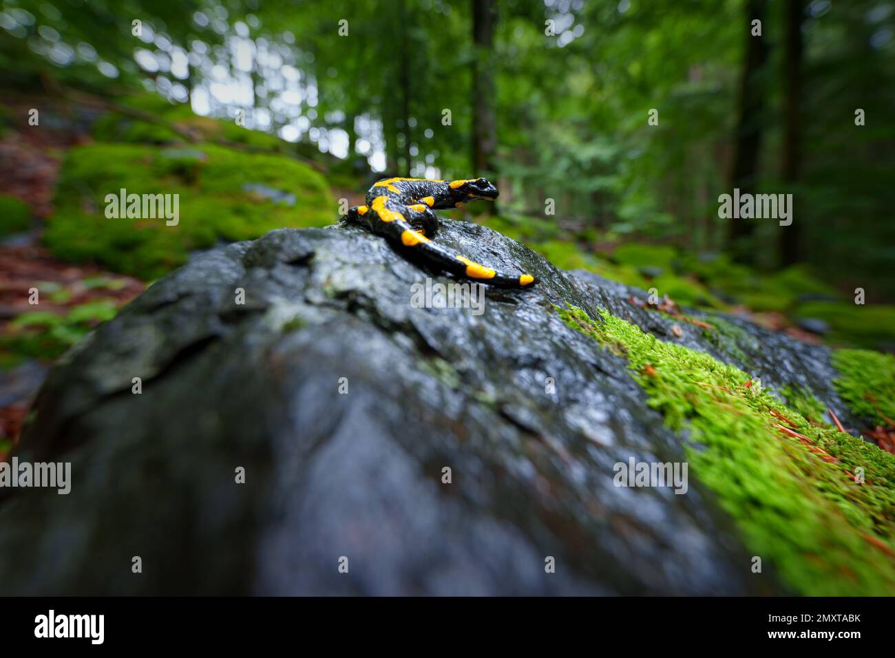 The fire salamander or Salamandra salamandra is a common species of ...
