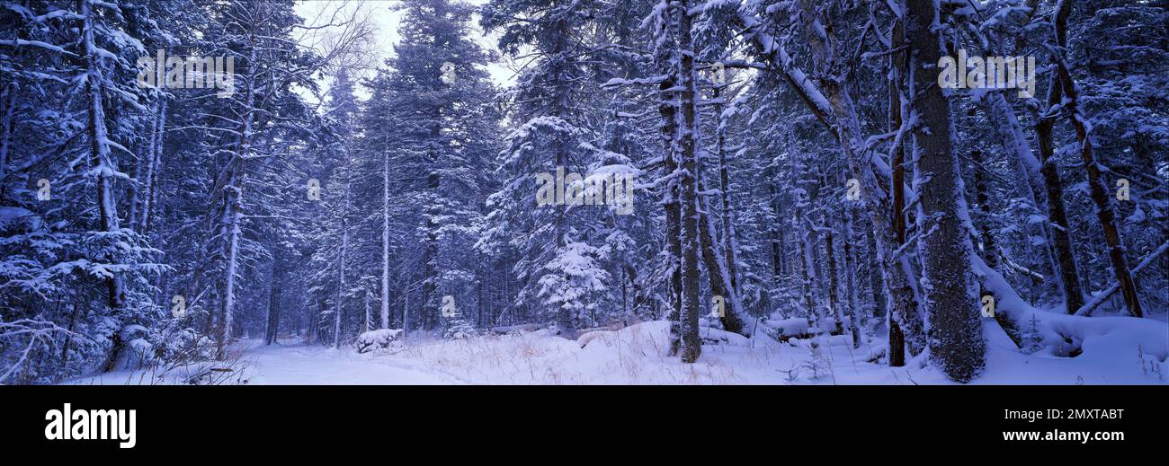 China china jilin winter winter hi-res stock photography and images - Alamy