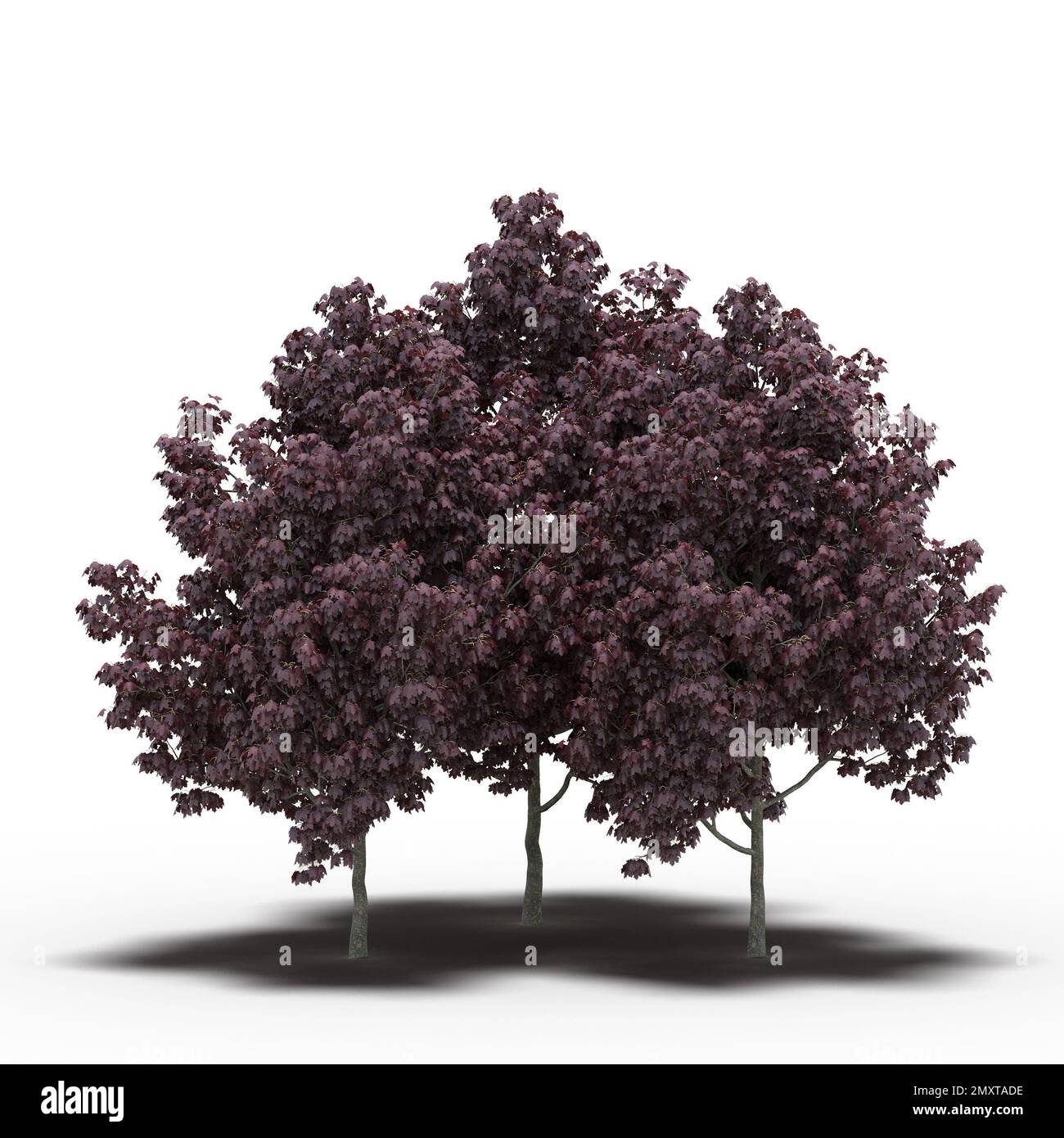group of trees with a shadow under it, isolated on white background, 3D ...