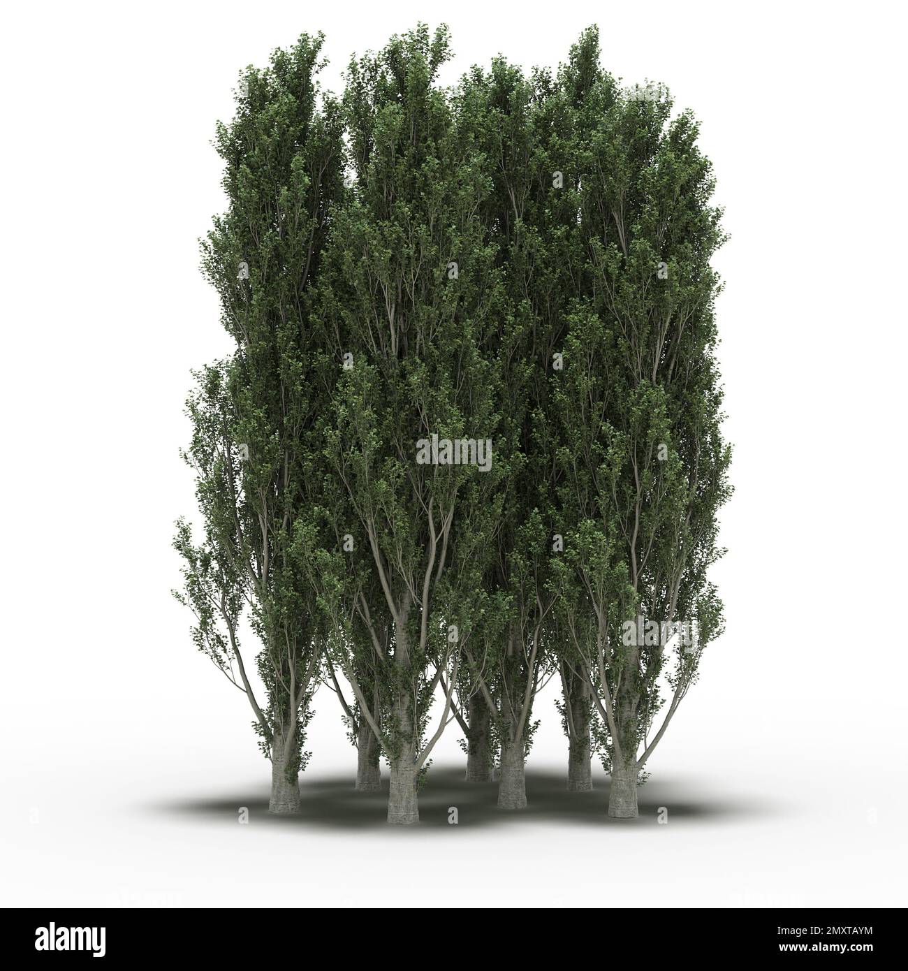 group of trees with a shadow under it, isolated on white background, 3D ...