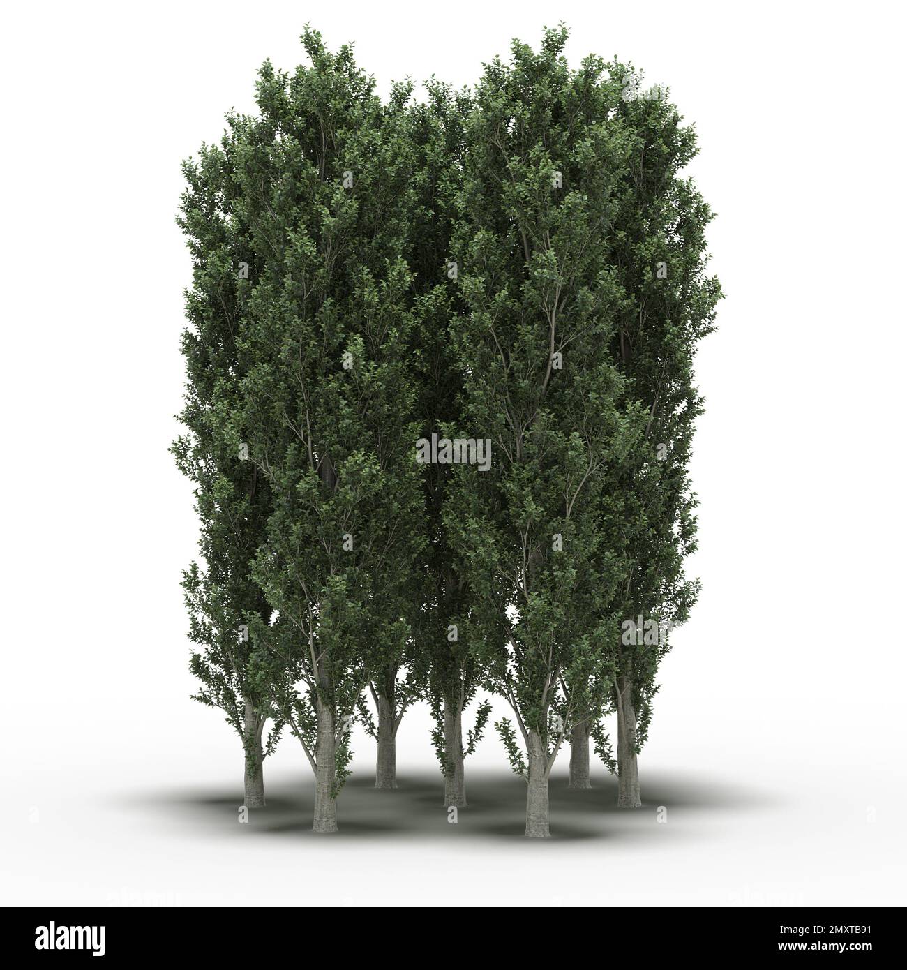 group of trees with a shadow under it, isolated on white background, 3D ...