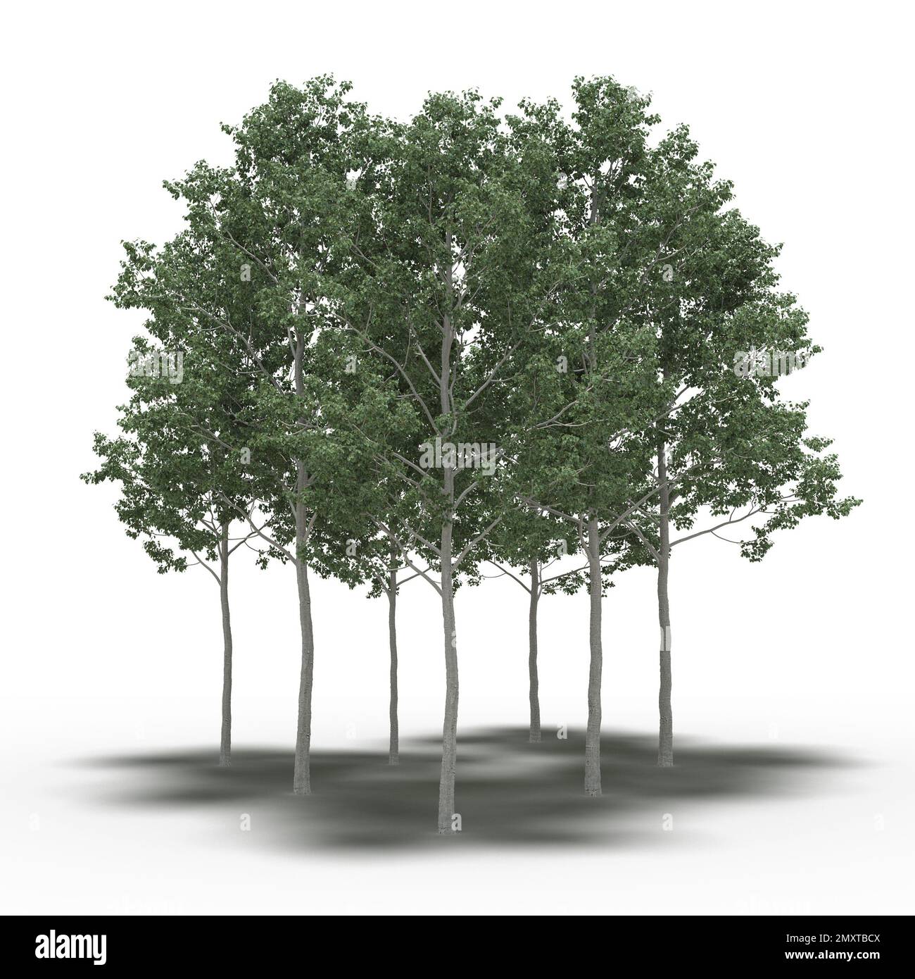 group of trees with a shadow under it, isolated on white background, 3D ...