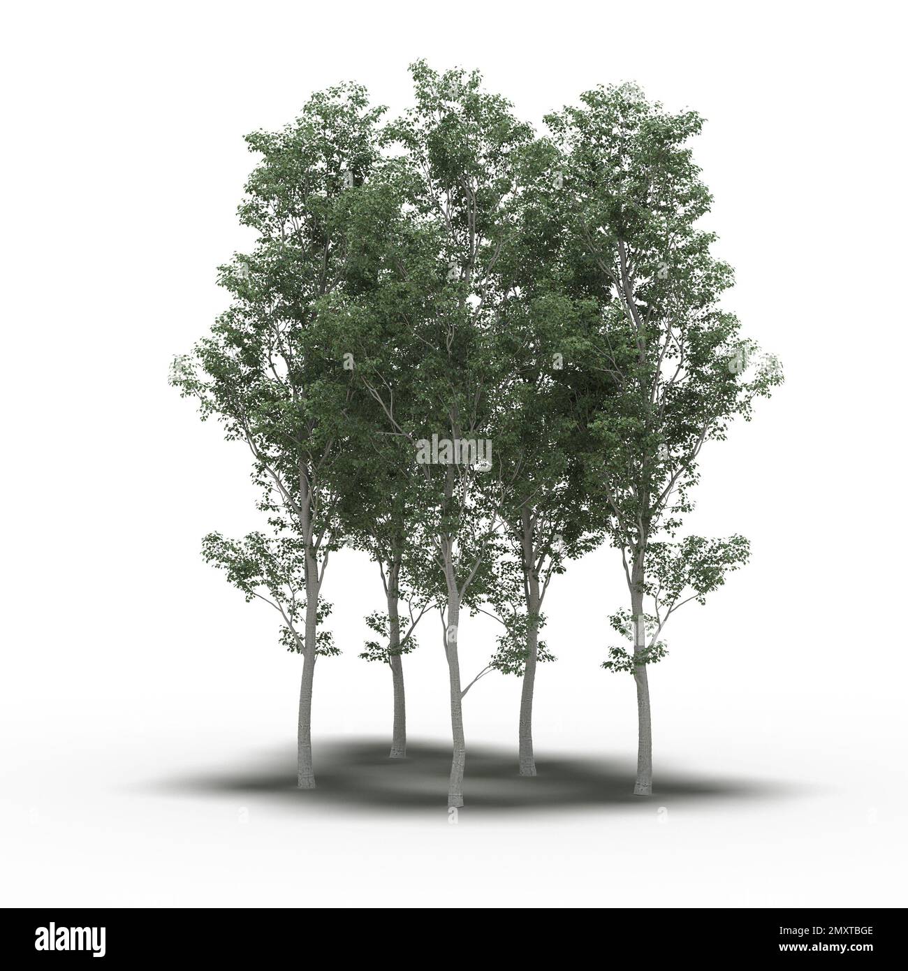 group of trees with a shadow under it, isolated on white background, 3D ...