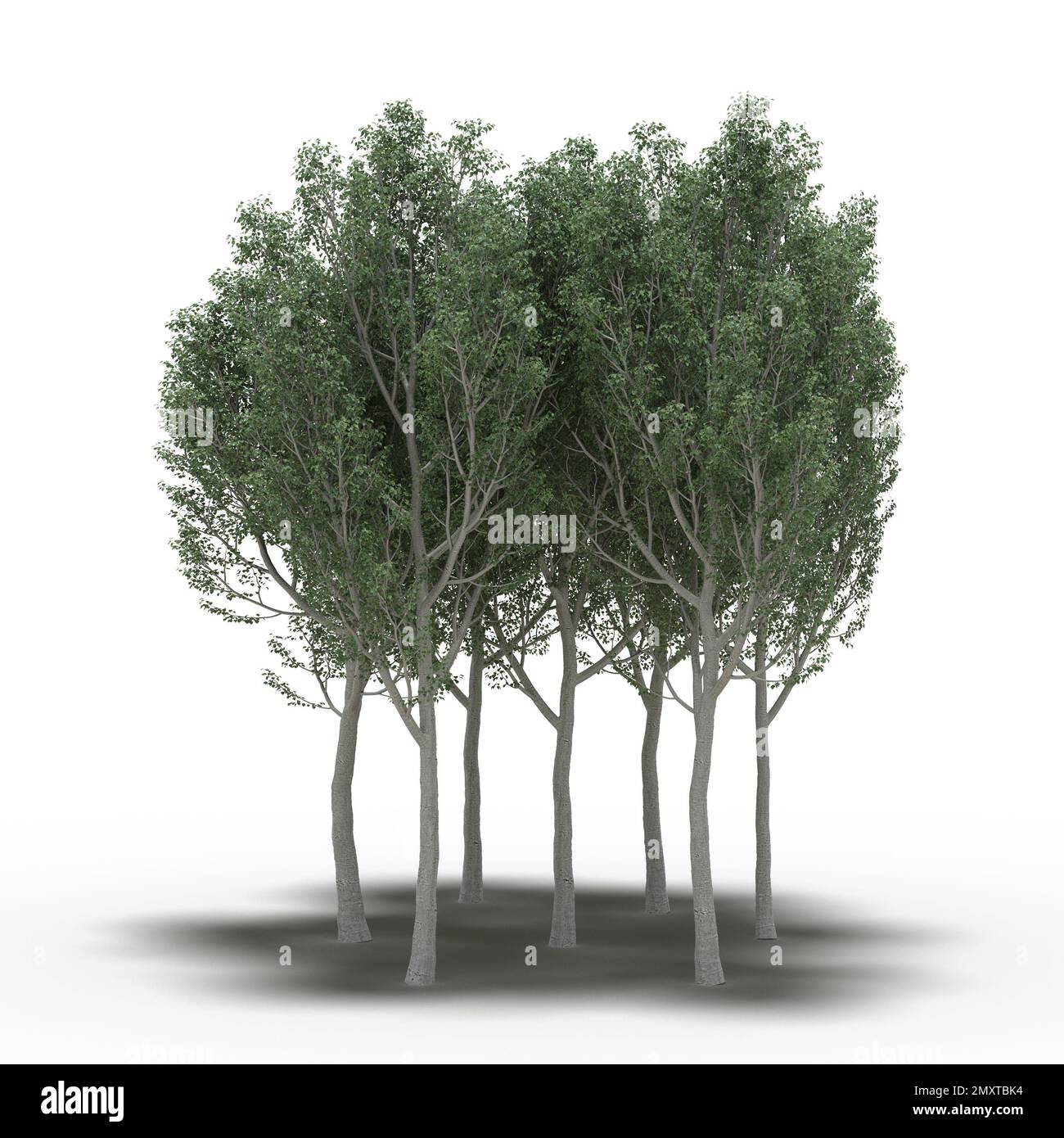 group of trees with a shadow under it, isolated on white background, 3D ...