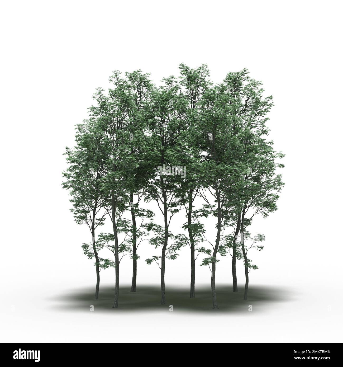 group of trees with a shadow under it, isolated on white background, 3D ...