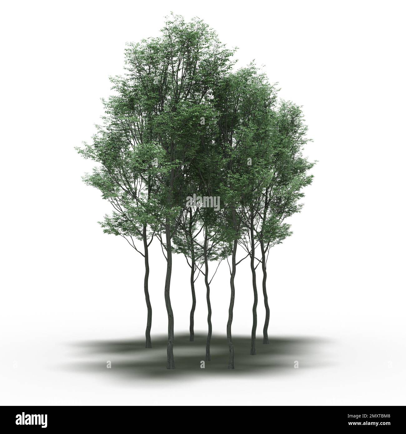 group of trees with a shadow under it, isolated on white background, 3D ...