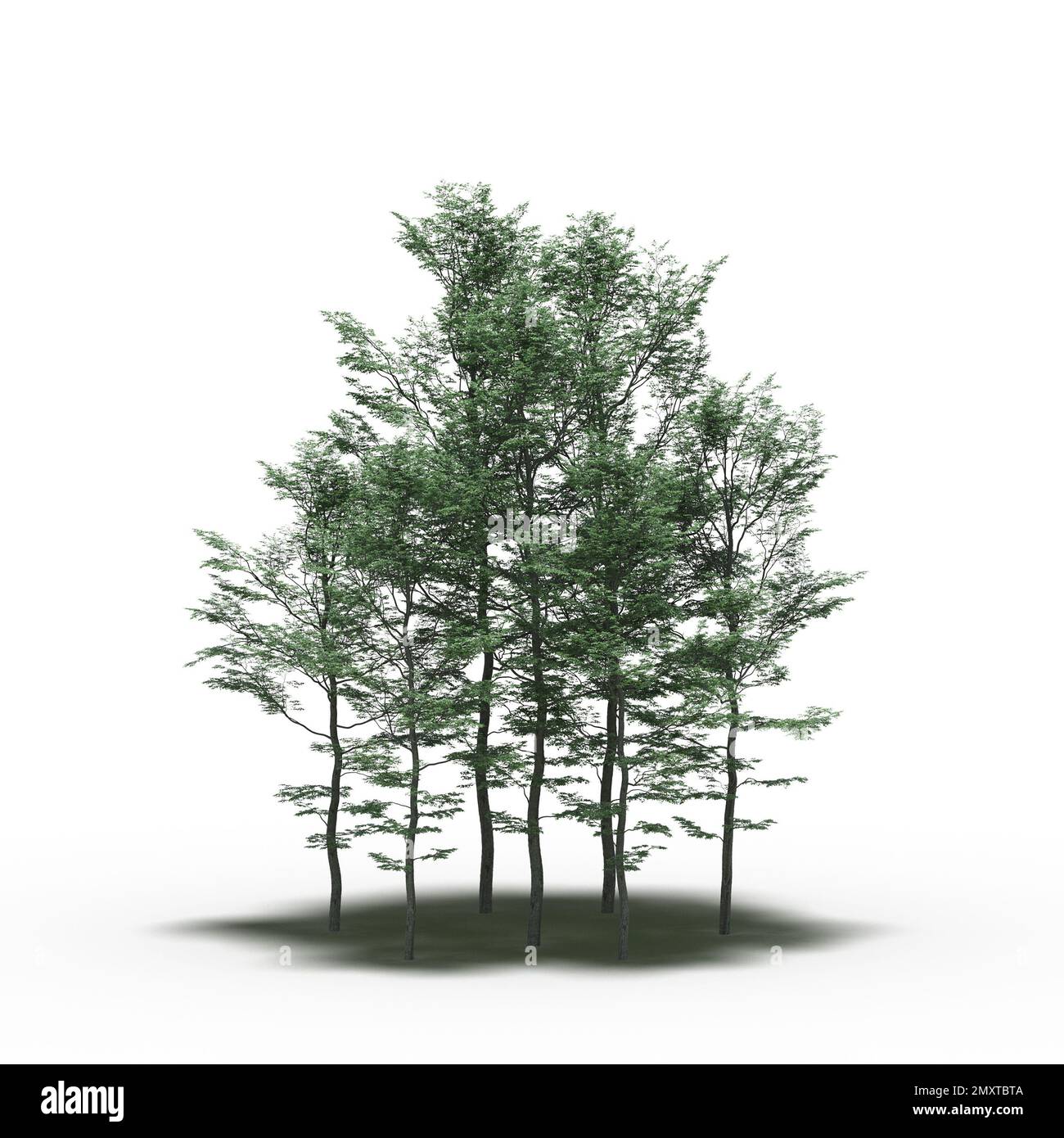 group of trees with a shadow under it, isolated on white background, 3D ...