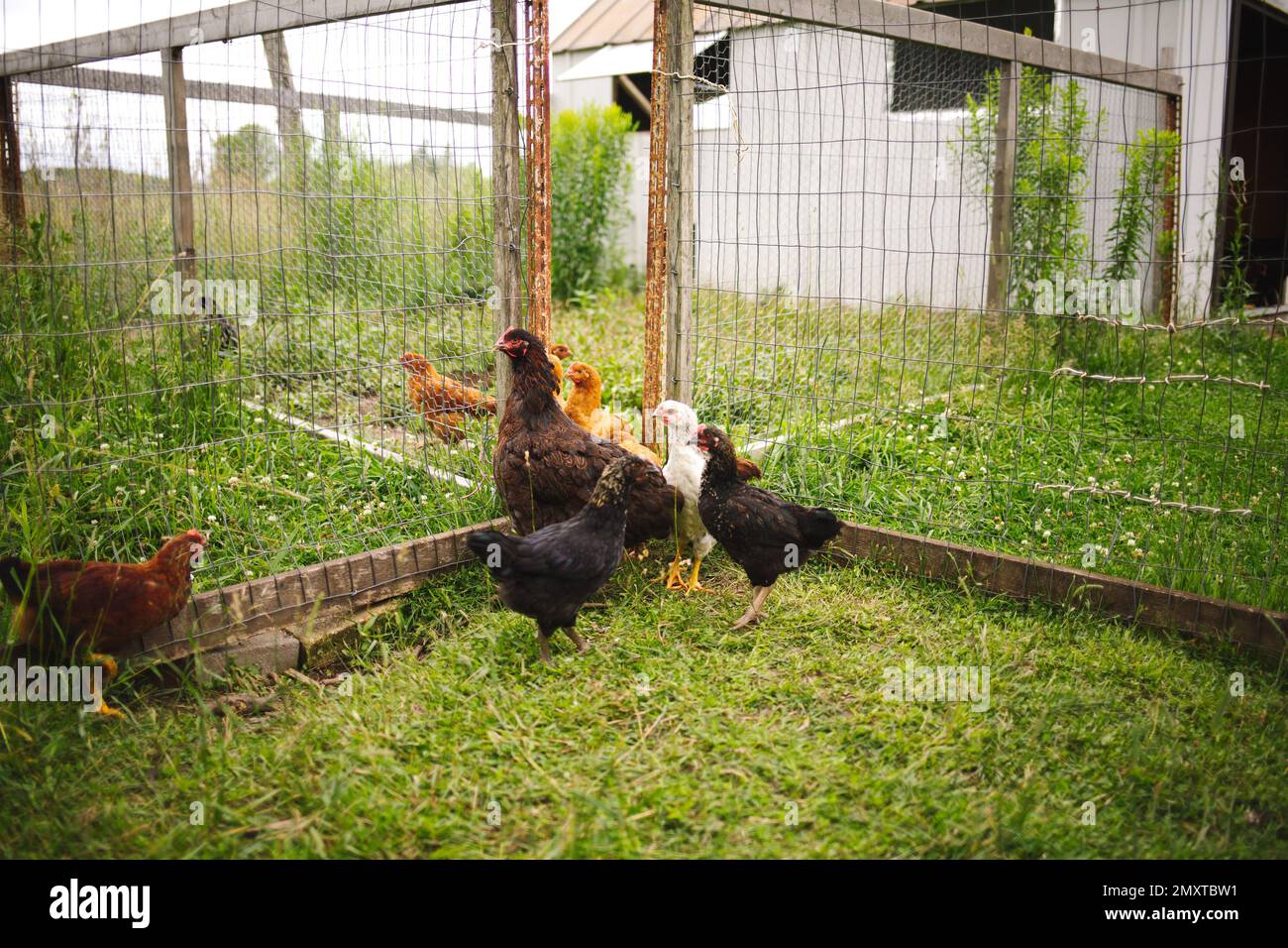 A group of cute hens in a farm Stock Photo - Alamy
