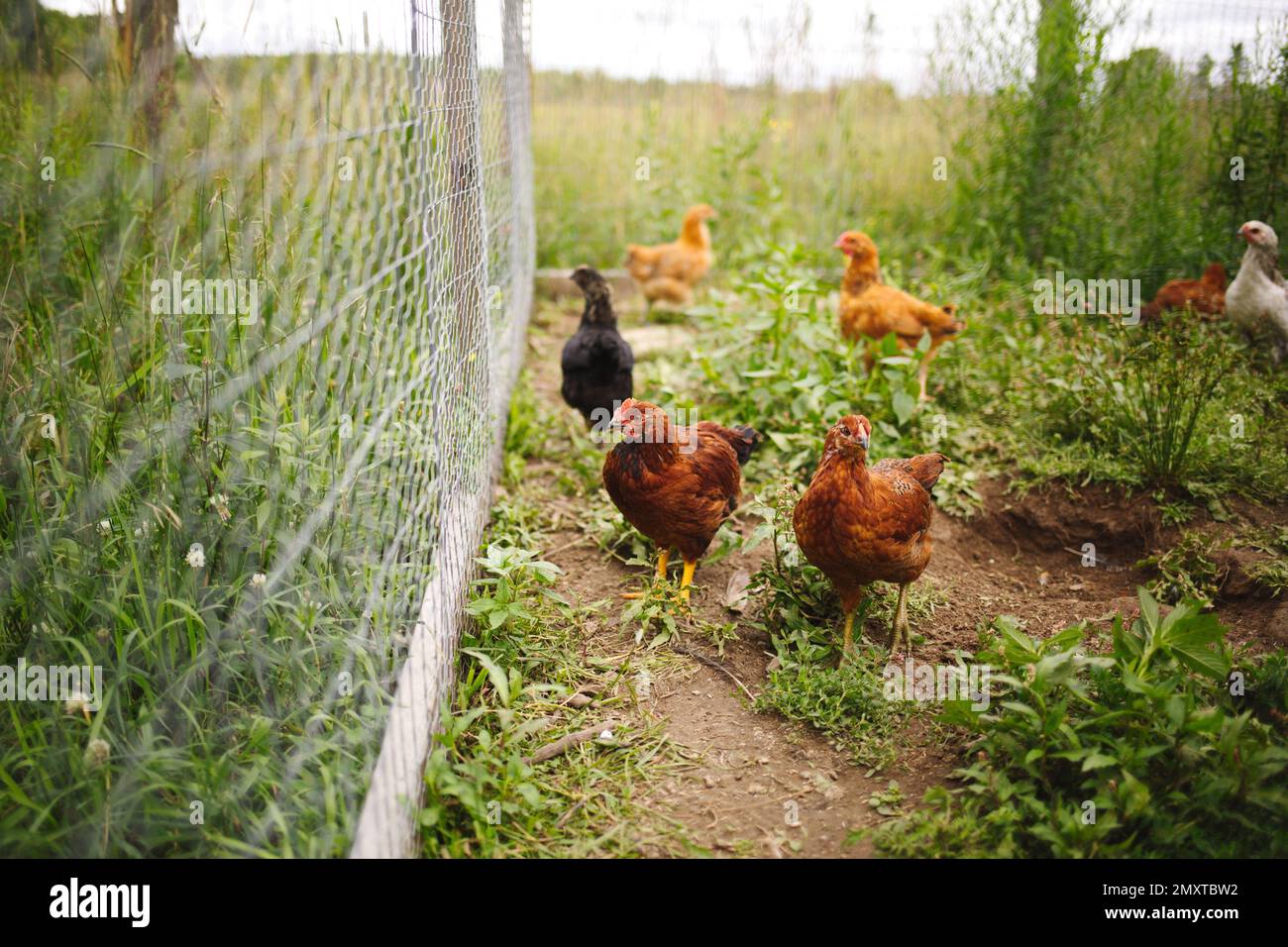 A group of cute hens in a farm Stock Photo - Alamy