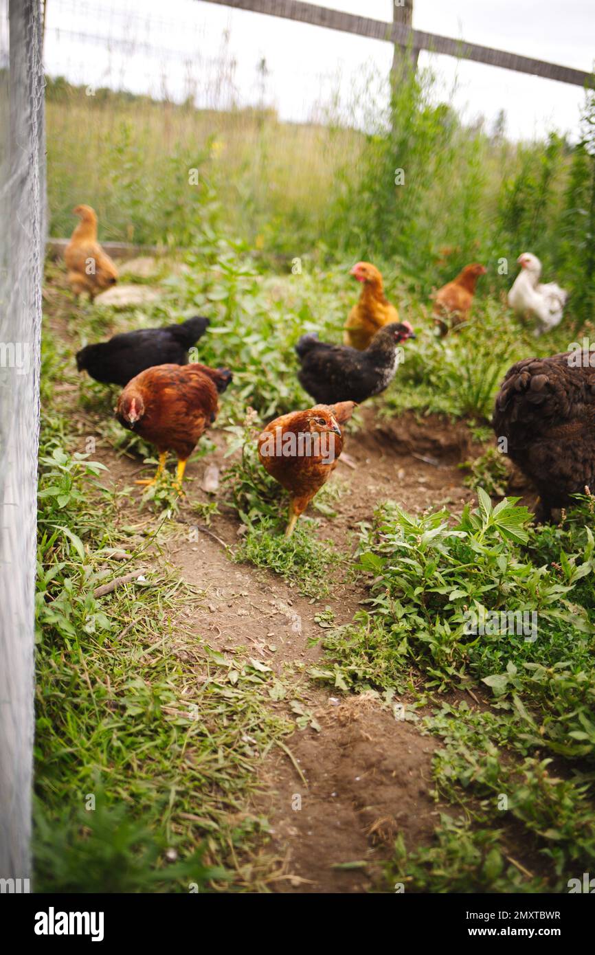 A vertical shot of cute hens in a farm Stock Photo - Alamy