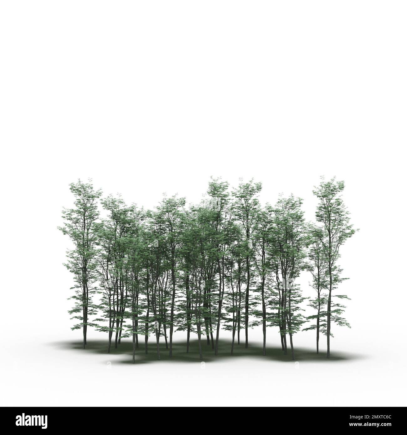 group of trees with a shadow under it, isolated on white background, 3D ...