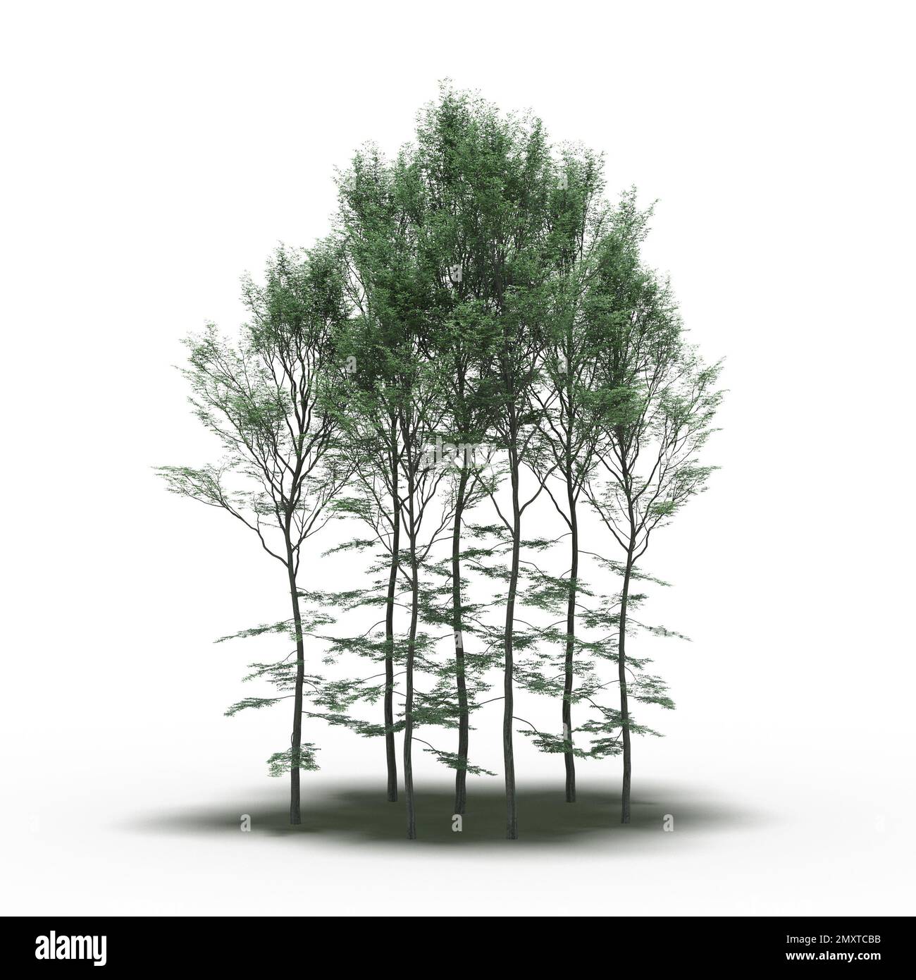 group of trees with a shadow under it, isolated on white background, 3D ...