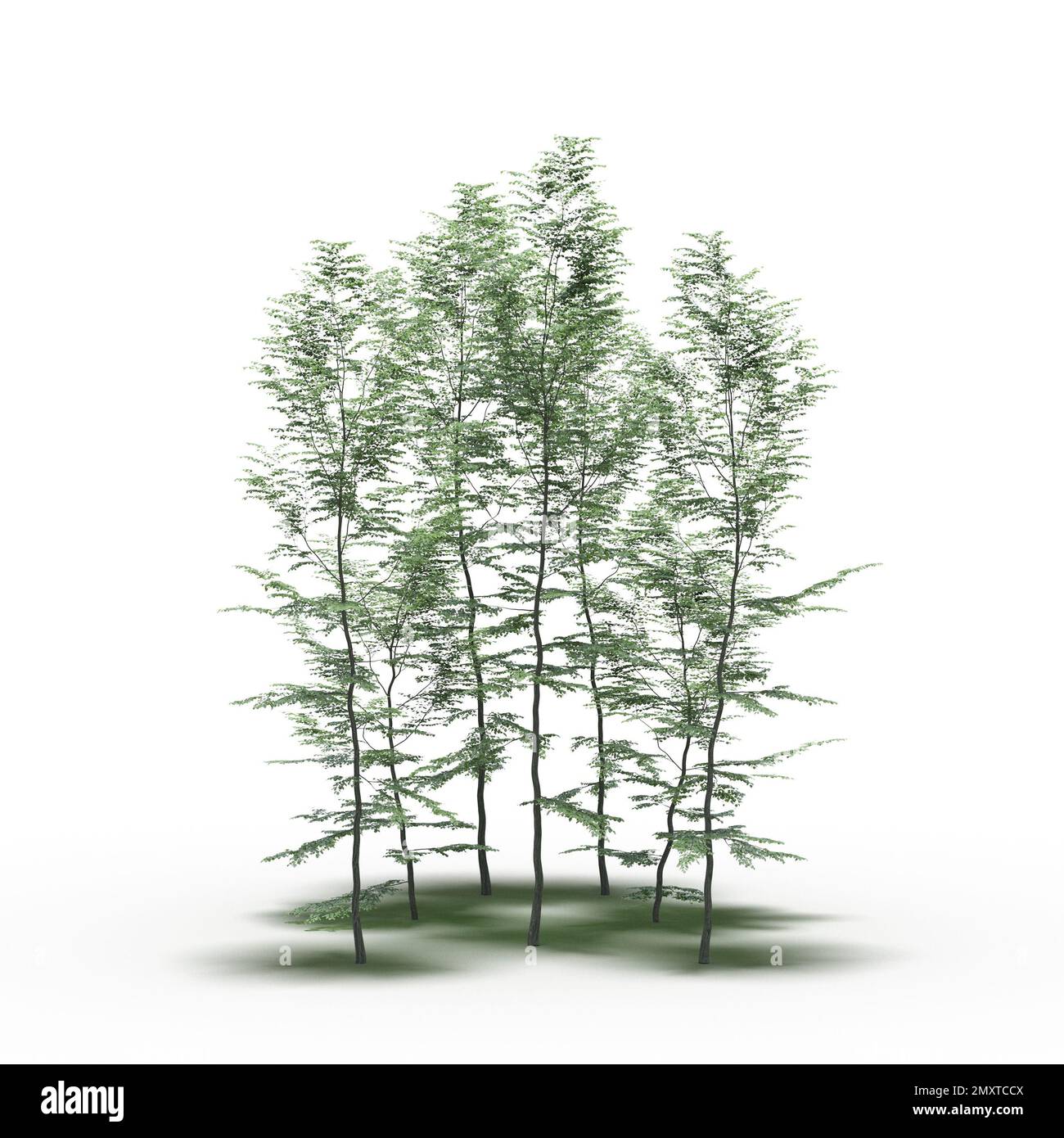 group of trees with a shadow under it, isolated on white background, 3D ...