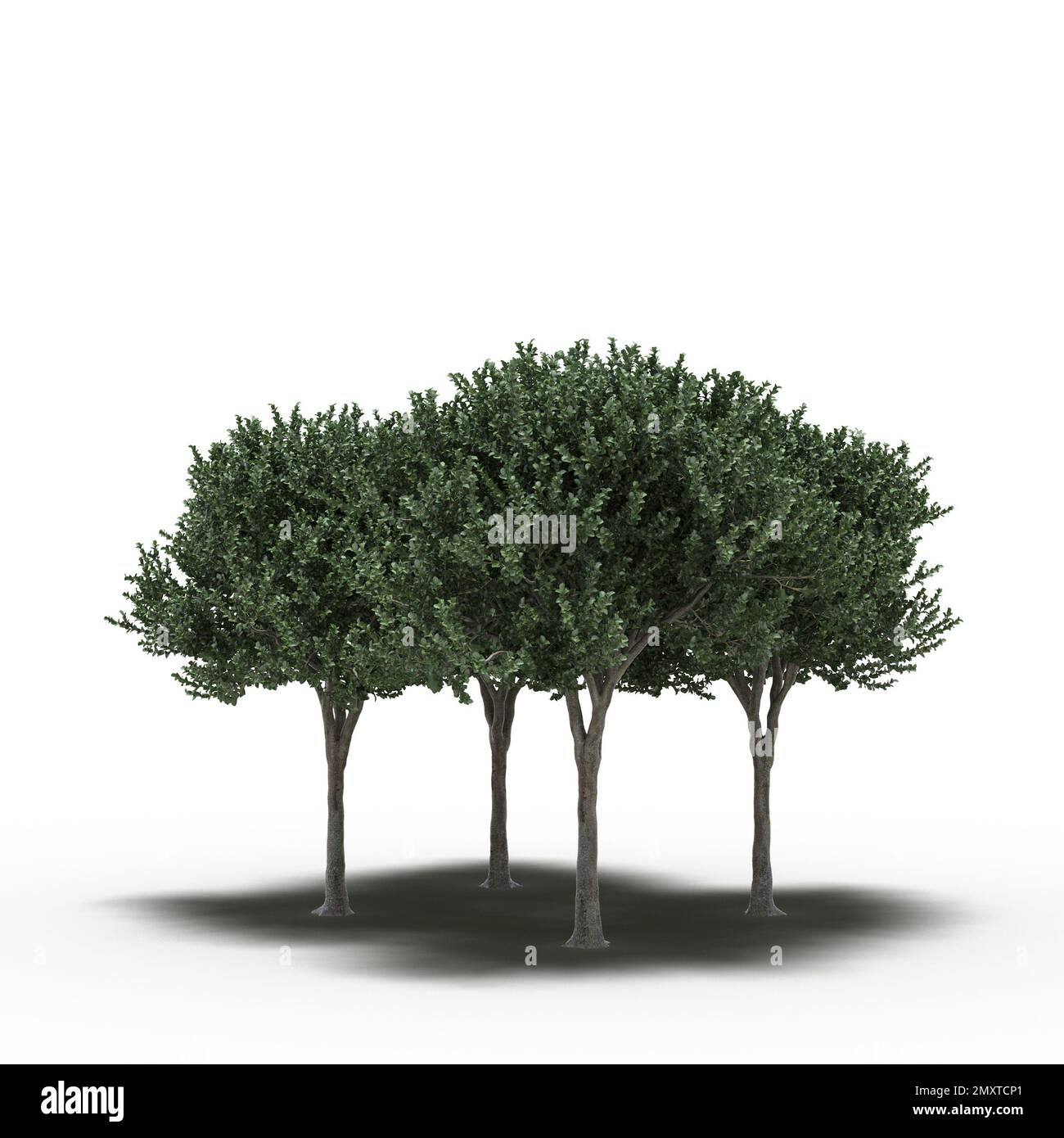 group of trees with a shadow under it, isolated on white background, 3D ...