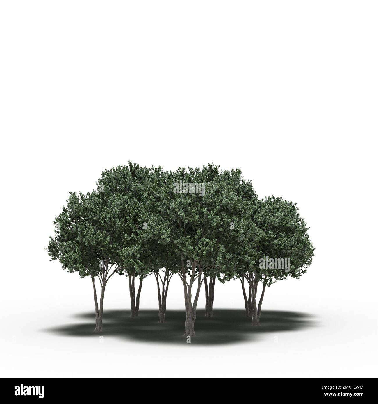 group of trees with a shadow under it, isolated on white background, 3D ...