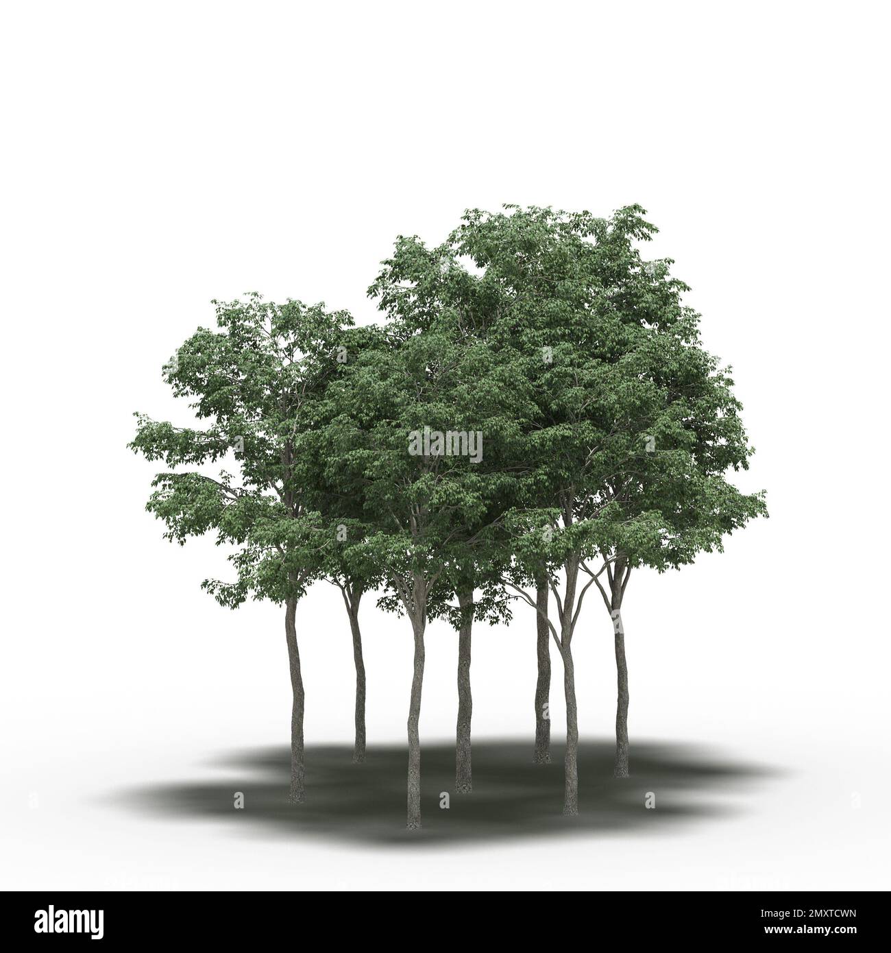 group of trees with a shadow under it, isolated on white background, 3D ...