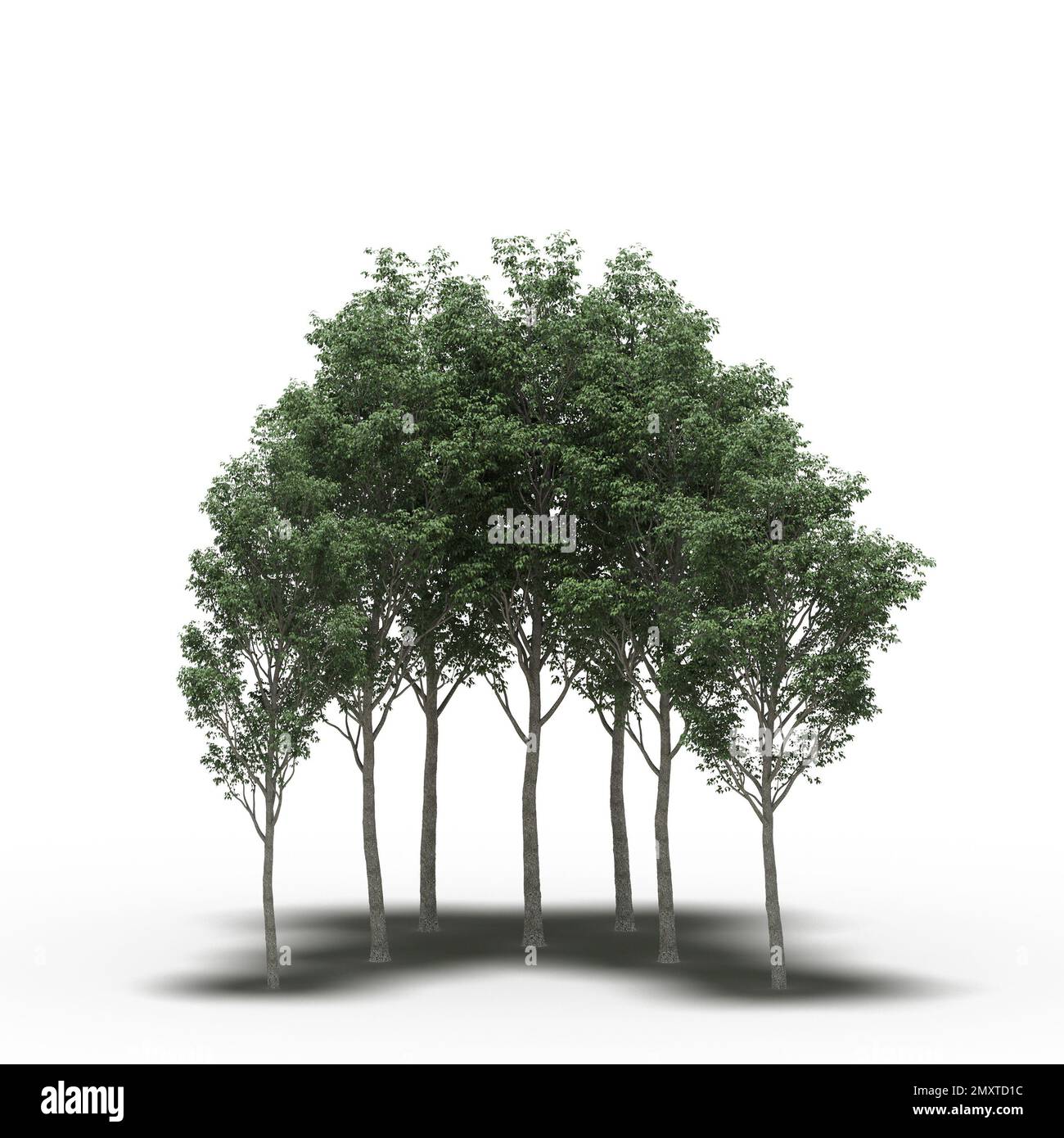 group of trees with a shadow under it, isolated on white background, 3D ...