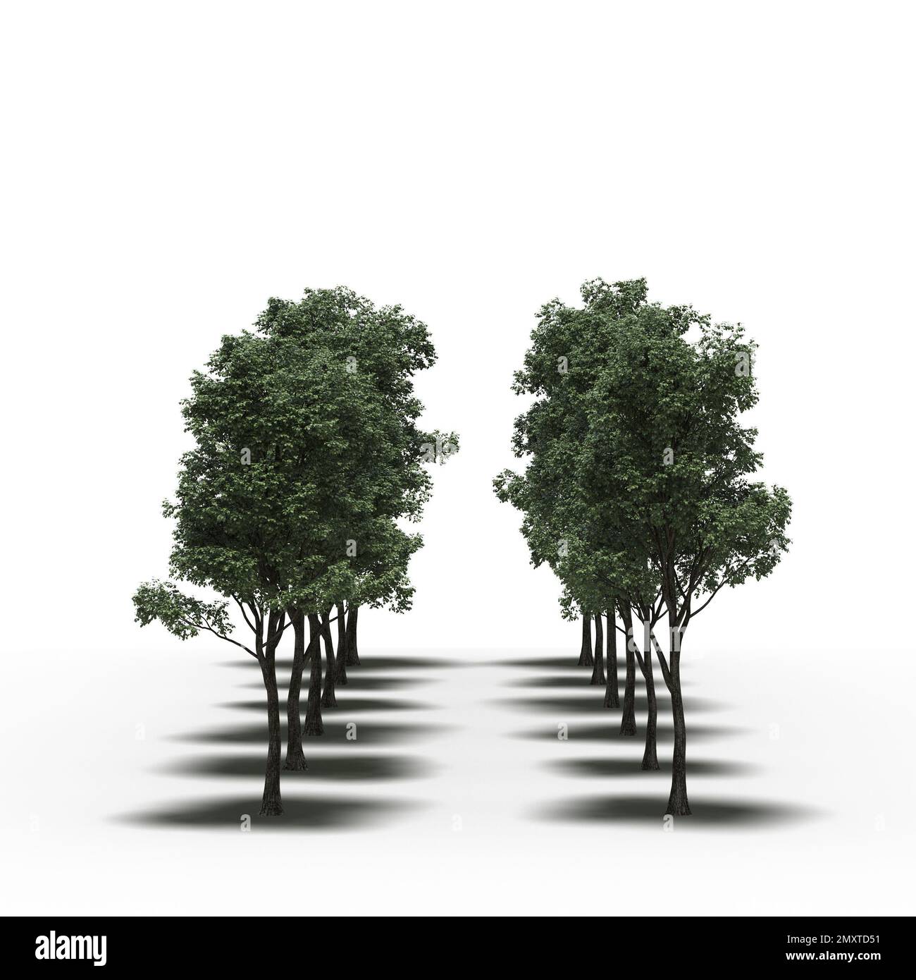 group of trees with a shadow under it, isolated on white background, 3D ...